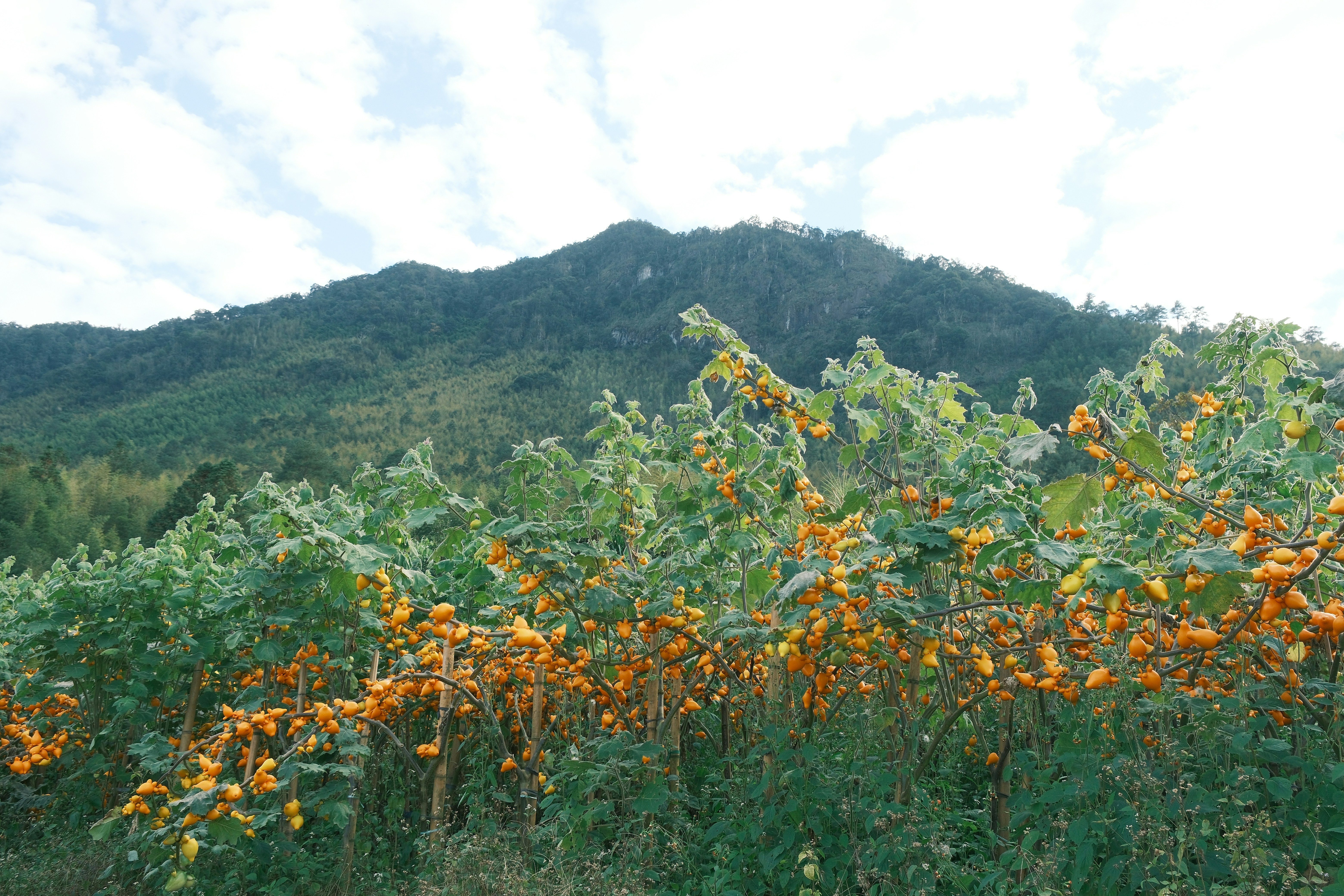 Row of orange-fruited shrubs at foothill horizon