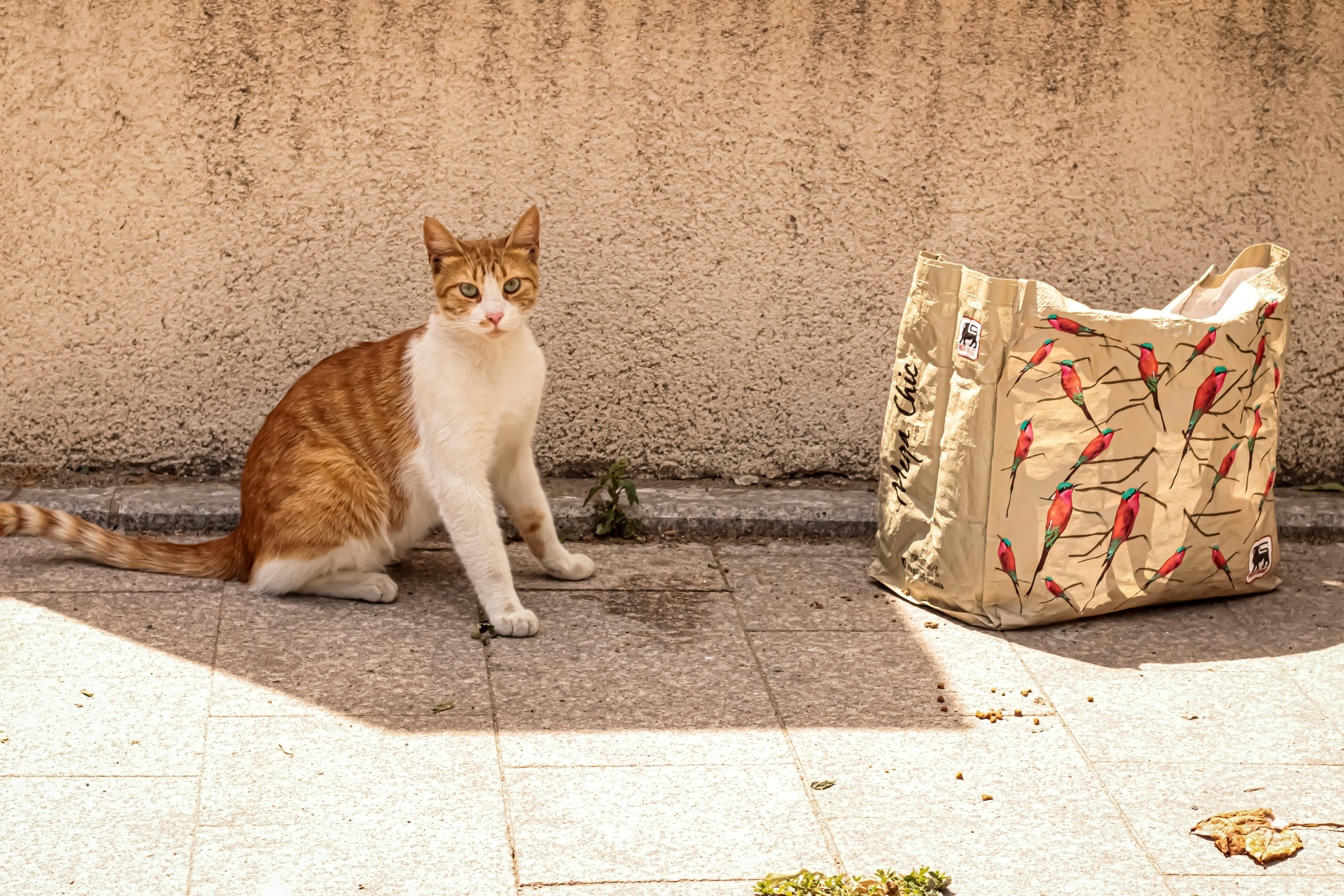Sidelined Guardian: The Couch-Side Cat by a Sunlit Bag