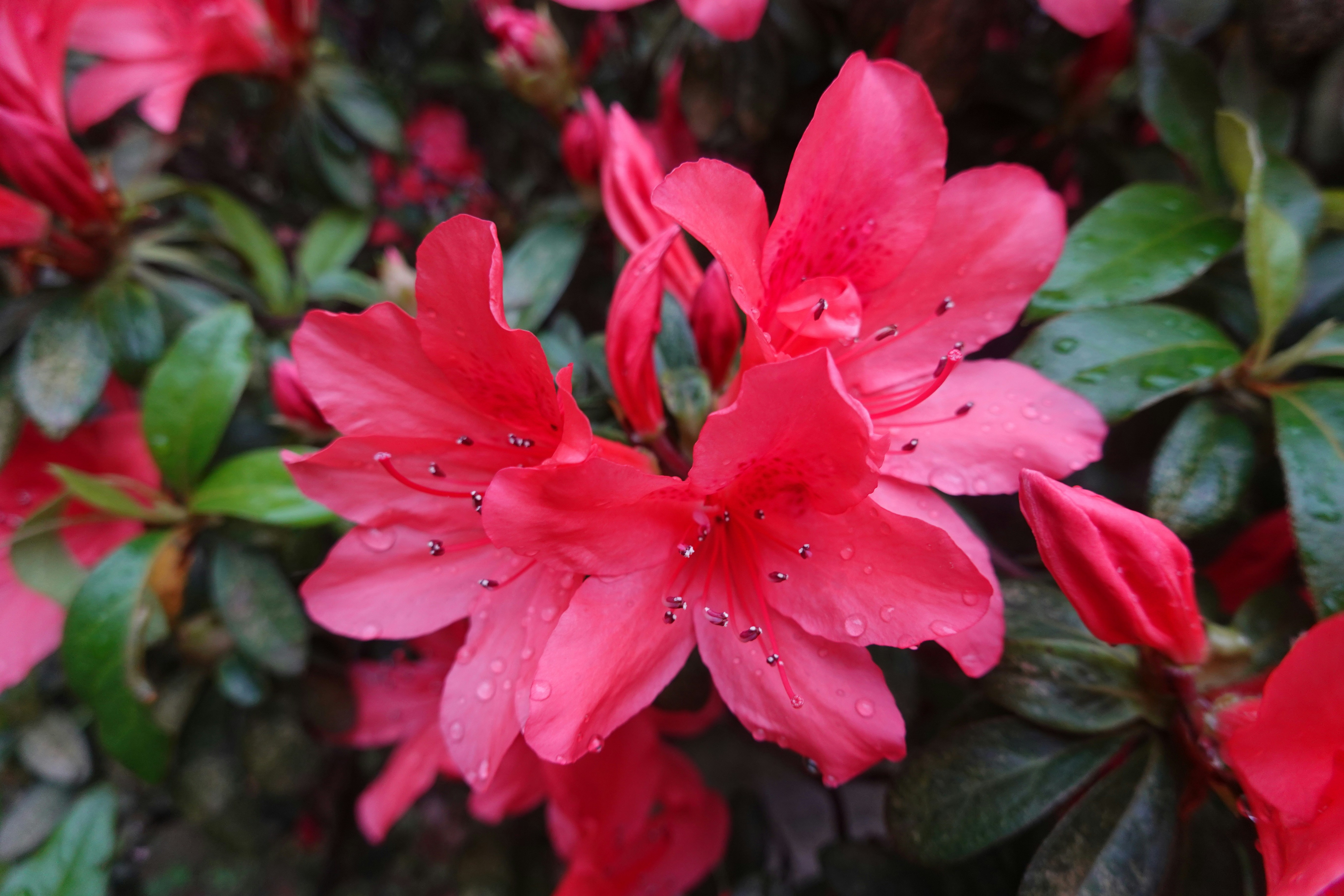 Scarlet Azalea Bloom: Dew-kissed Petals in Quietady
