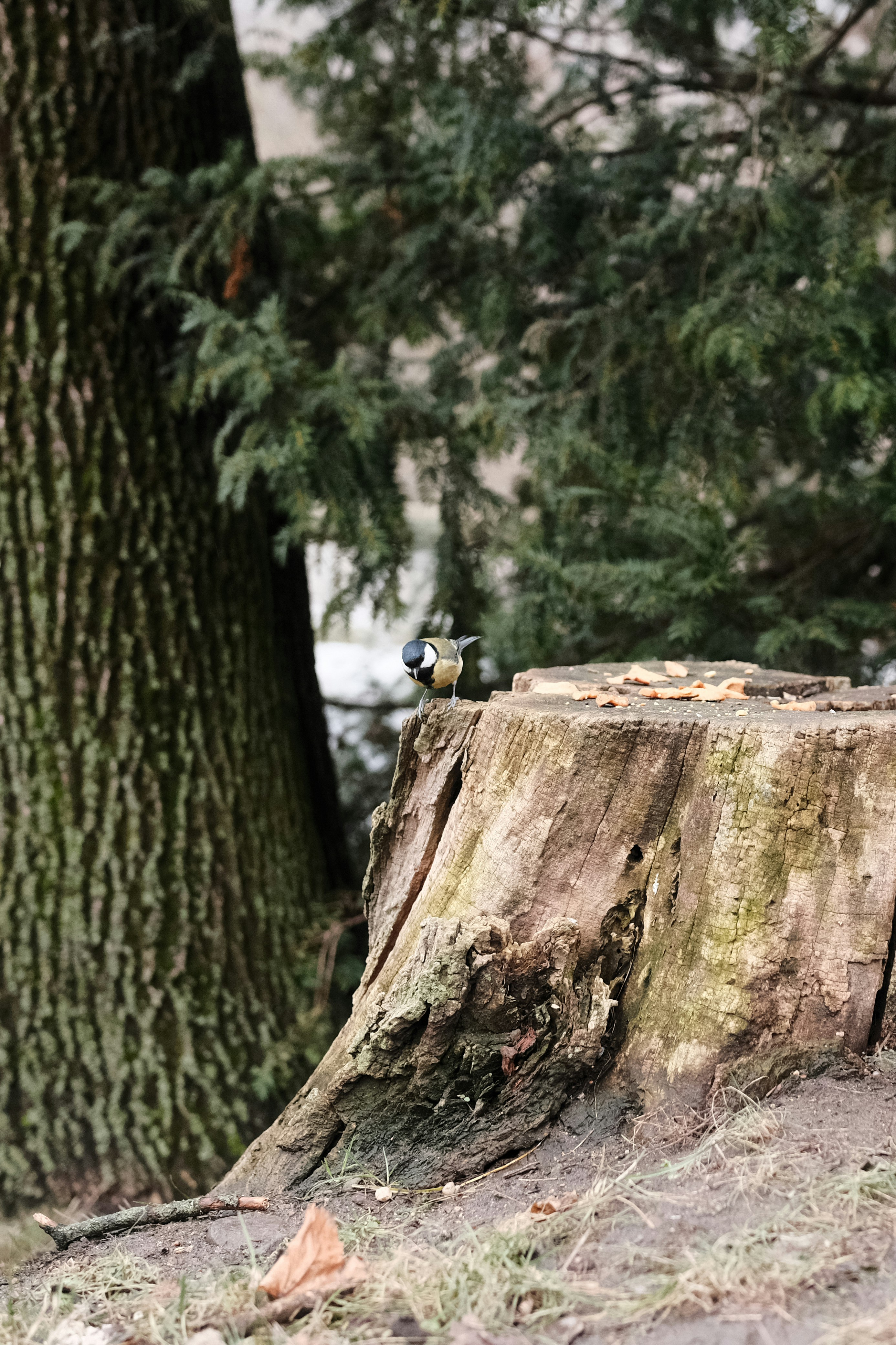 Lone Eurasian chickadee perched on a weathered stump in a quiet forest clearing