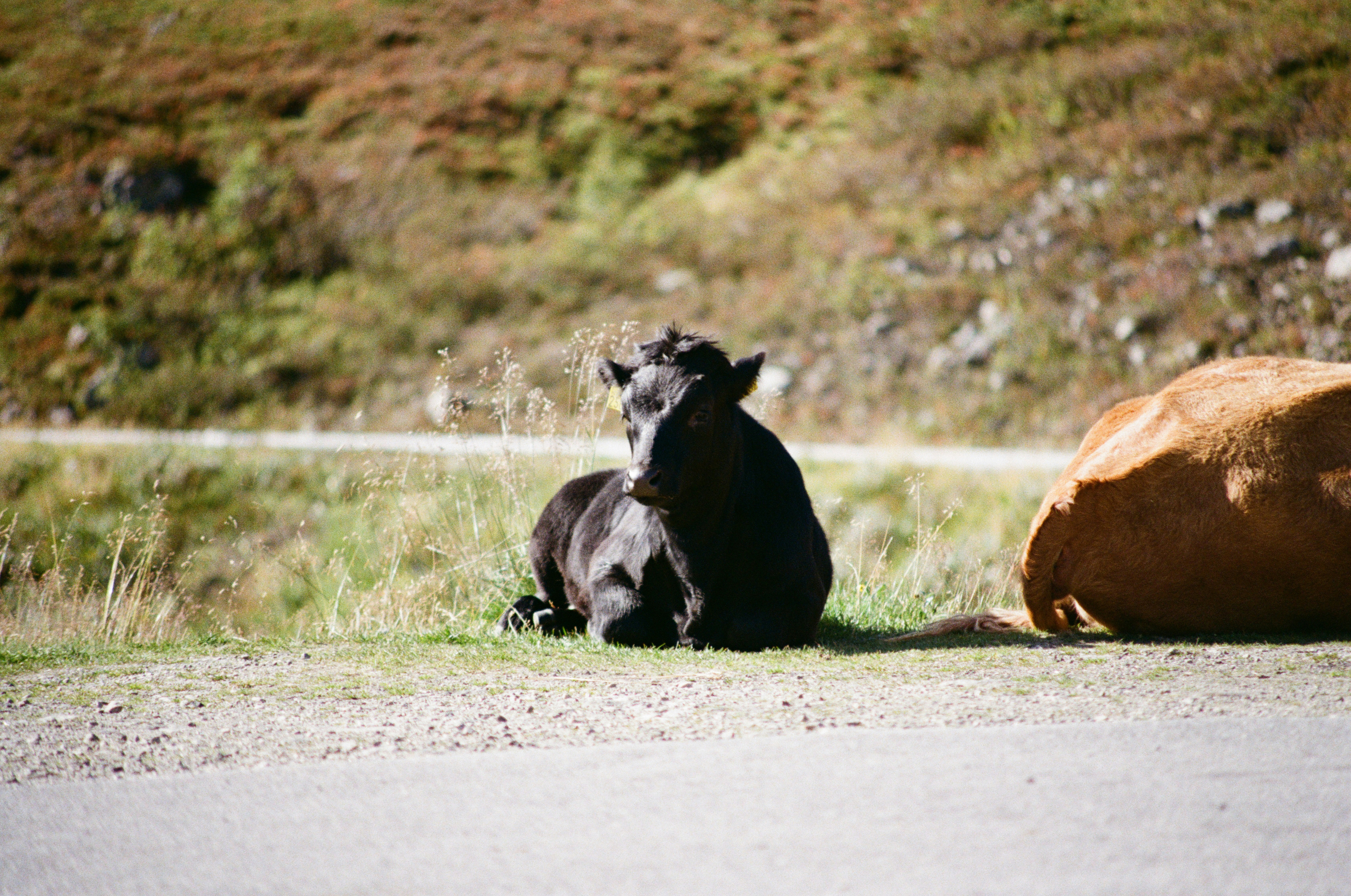 Black Stallion Resting in Dappled Sunlight Near a Distant Palomino