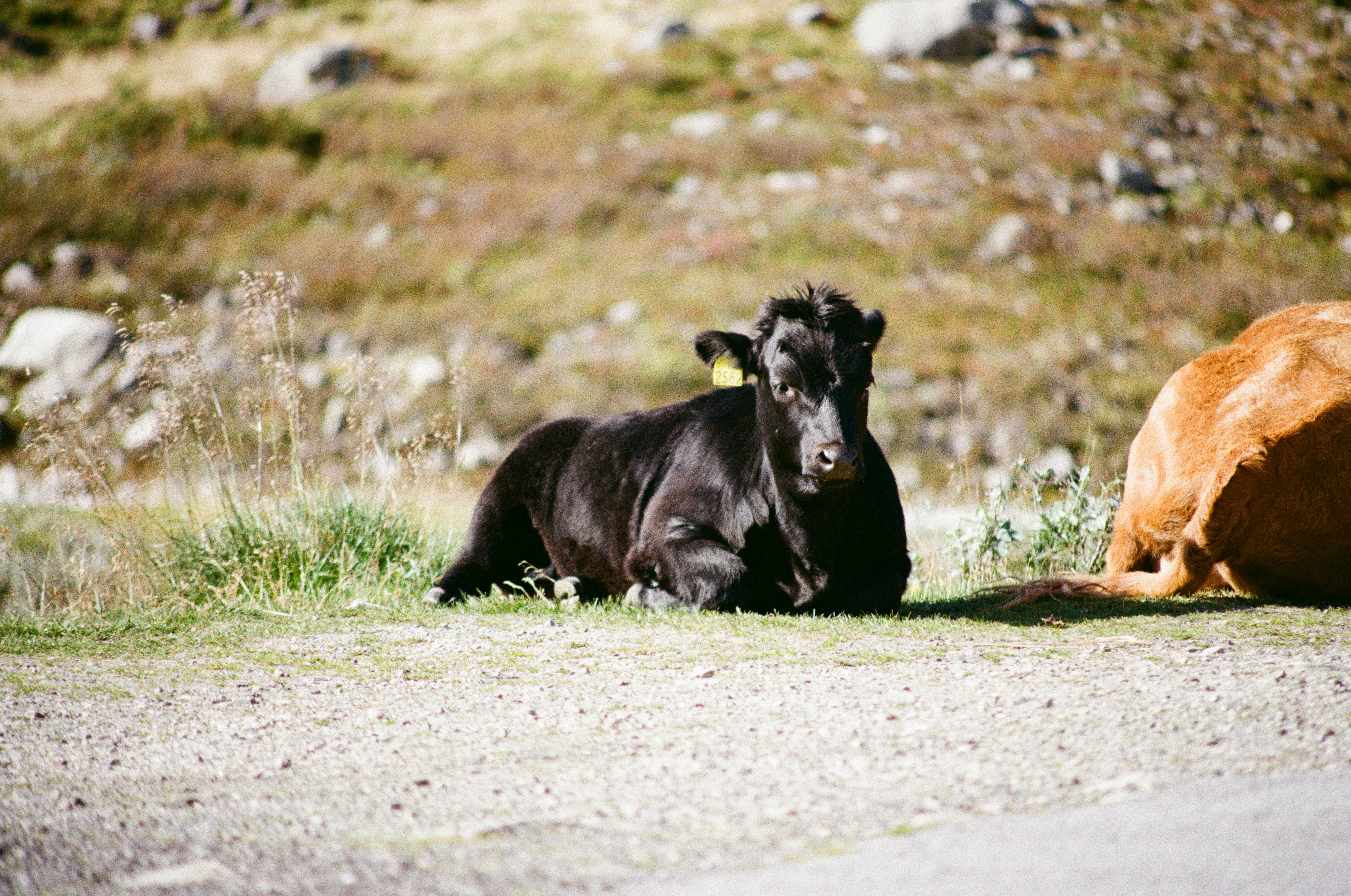 Black calf at rest beside sunlit brown companion on a gravel road