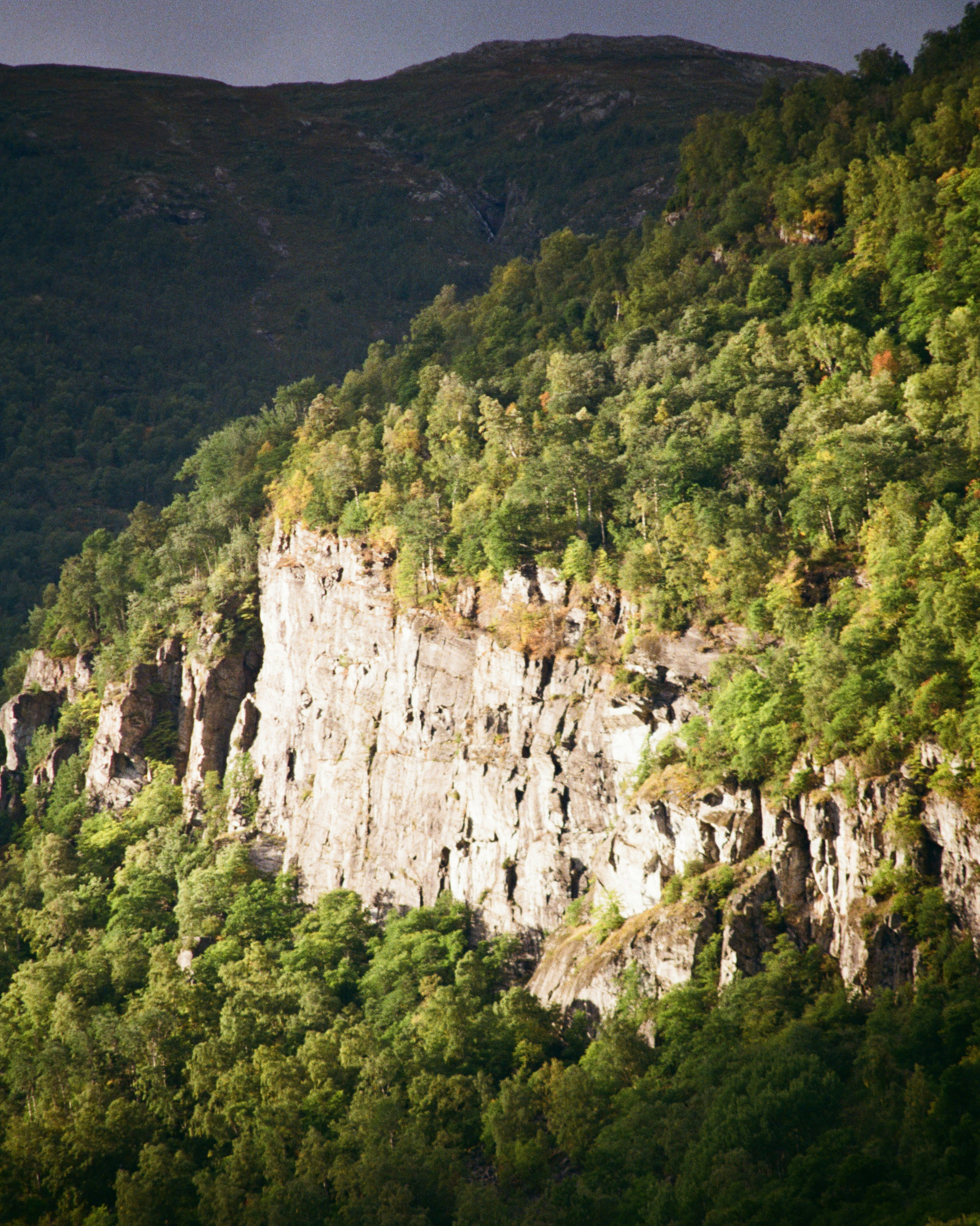 Sunlit cliff face framed by forested hillside