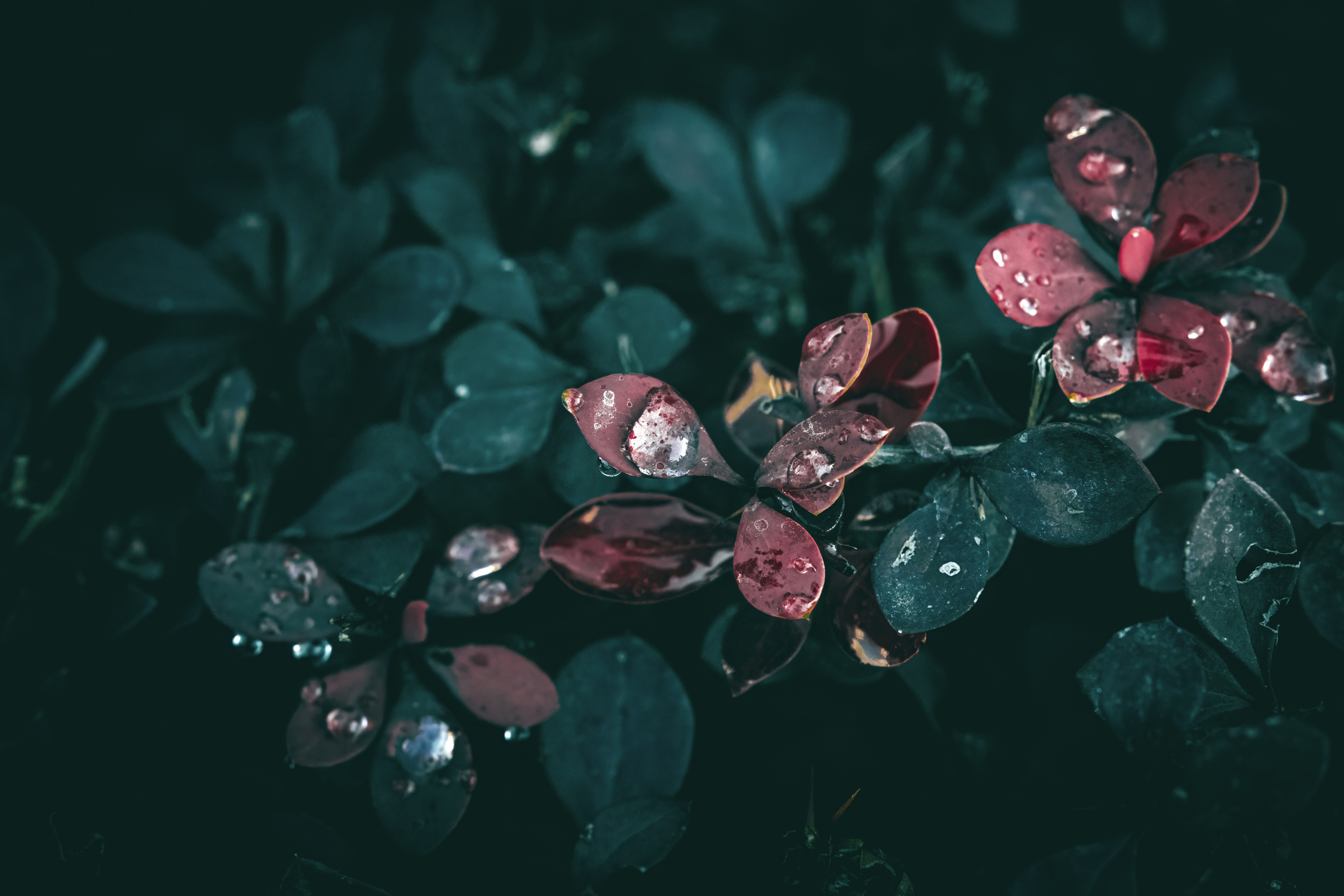 Dew-kissed Crimson Leaves in Deep Teal Shadow