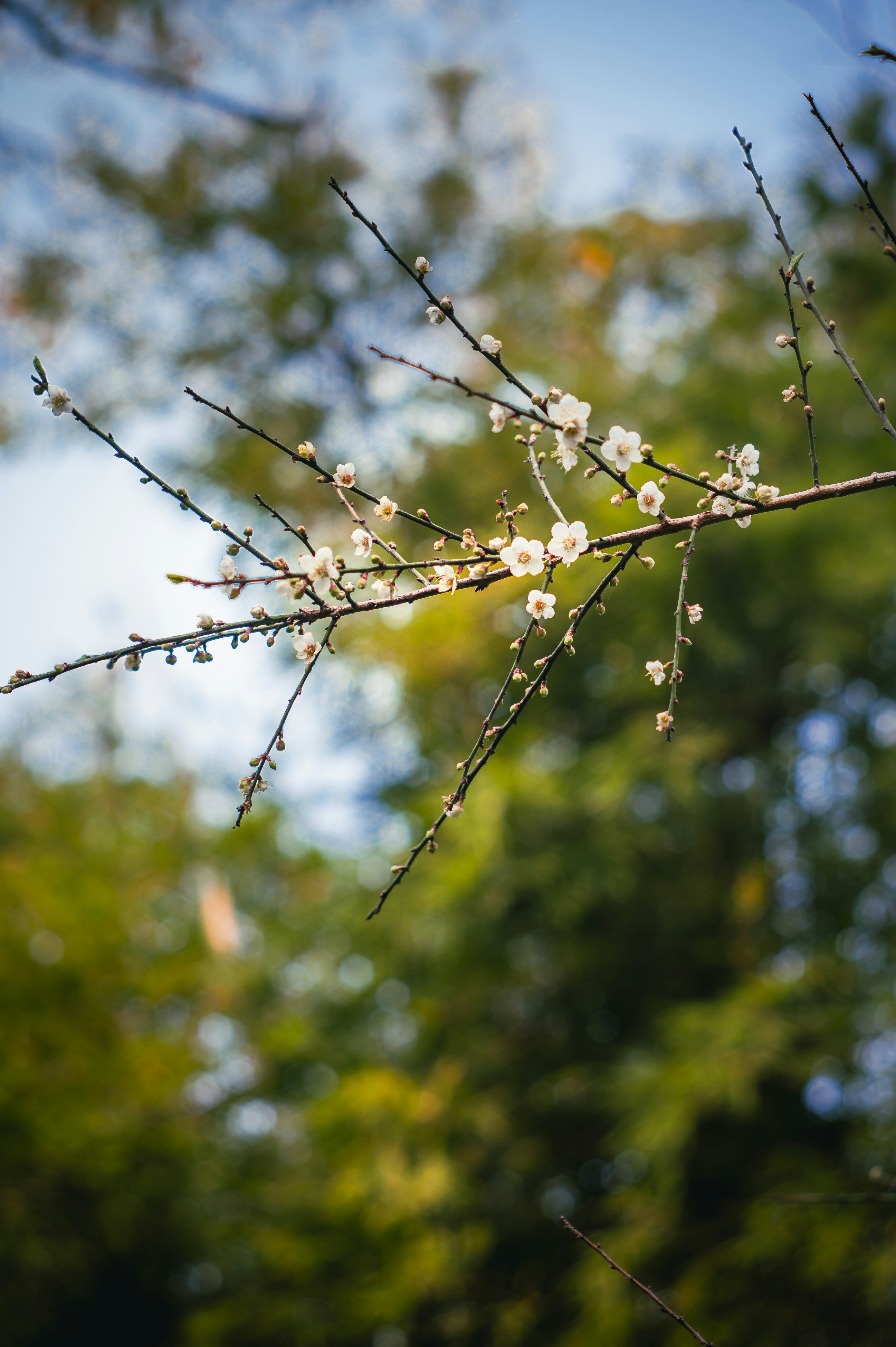 Blossoms in Focus: A Delicate Arc of Spring on a Blur-Washed Day