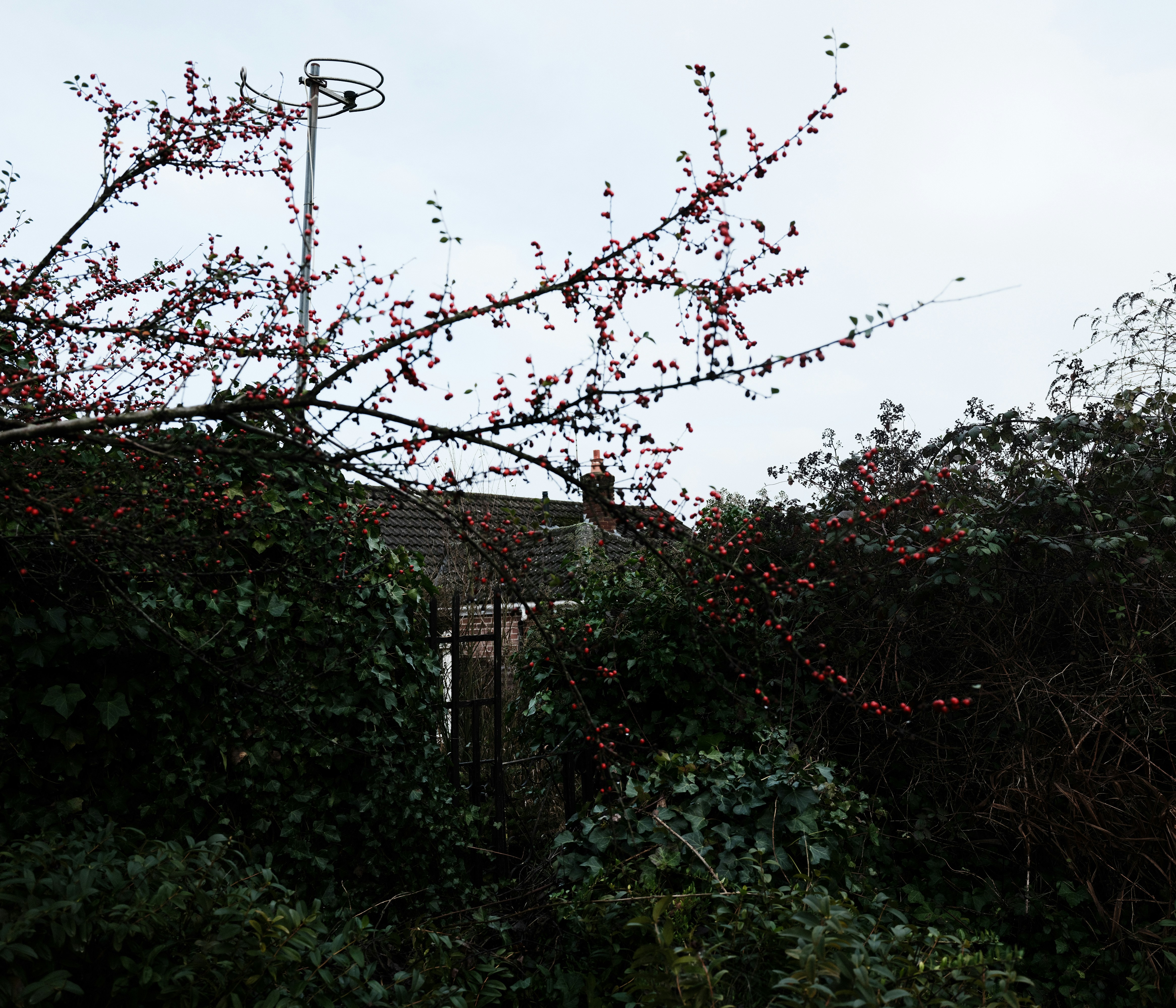 Red-fruited Branches Over a Quiet Garden Fence