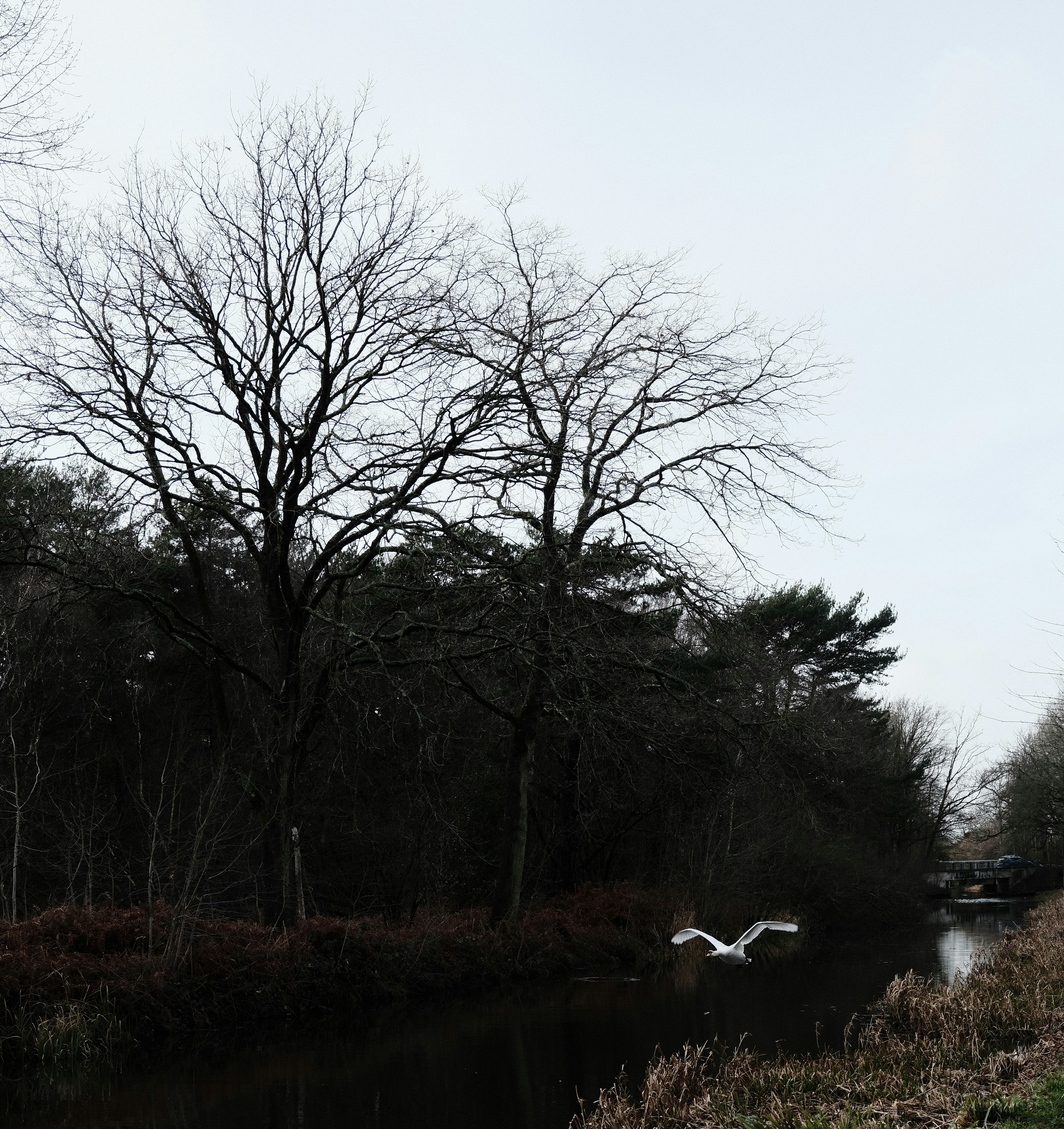 Flight Over the Riverbank: A White Heron in Quiet Fall Light
