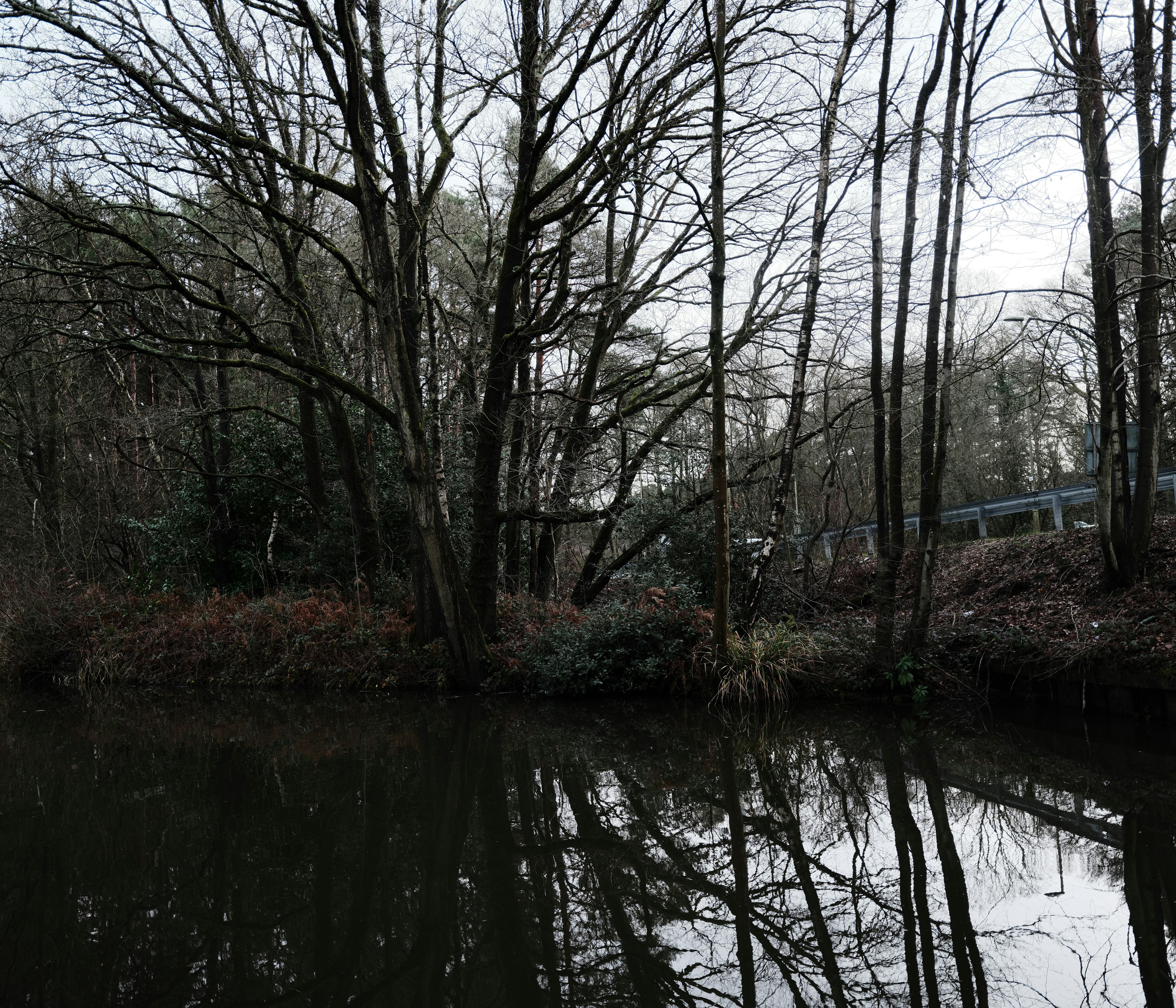 Reflections at Dusk: Tree Line Draped Over Quiet Waters