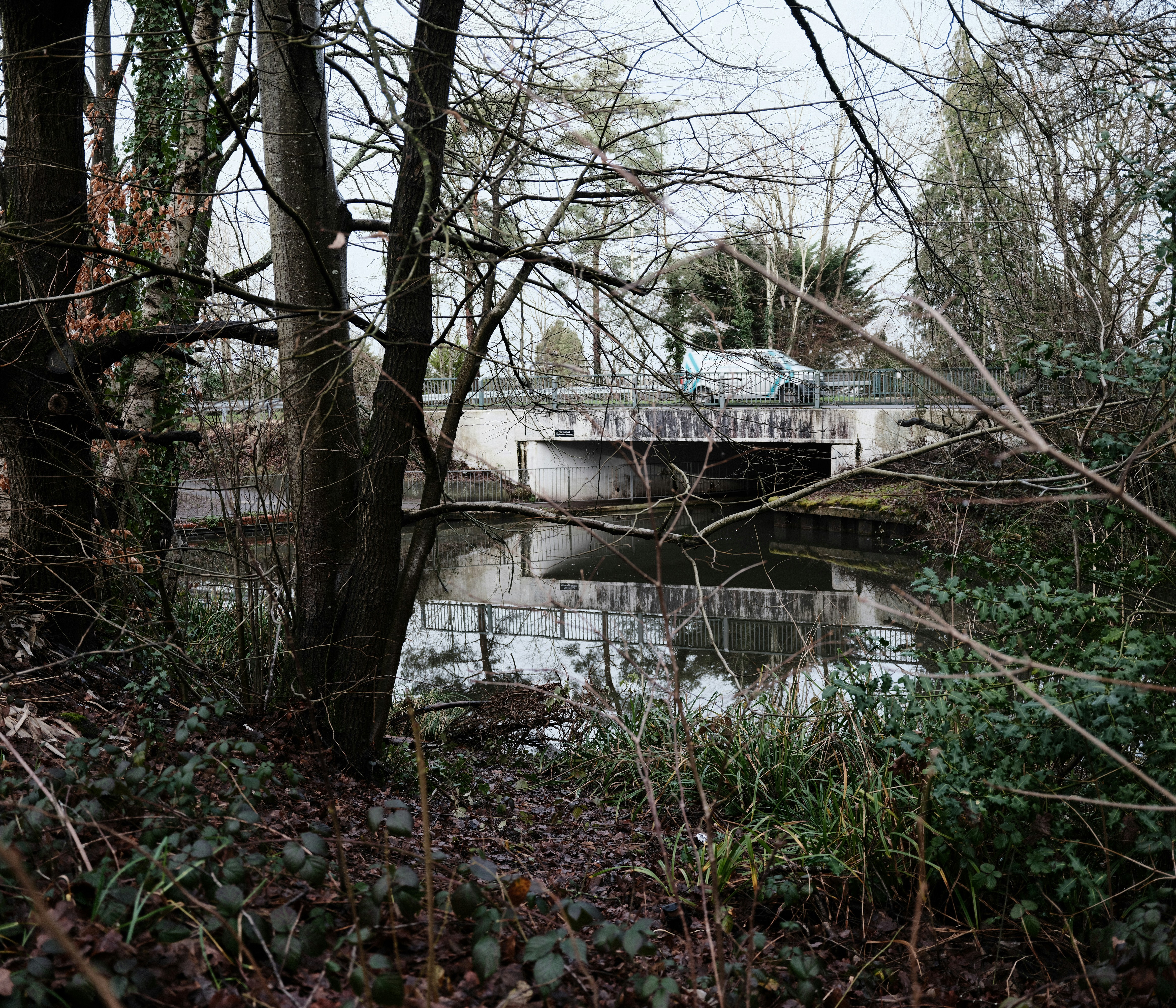 Shadowed streamside of a leaf-strewn park with distant bridge