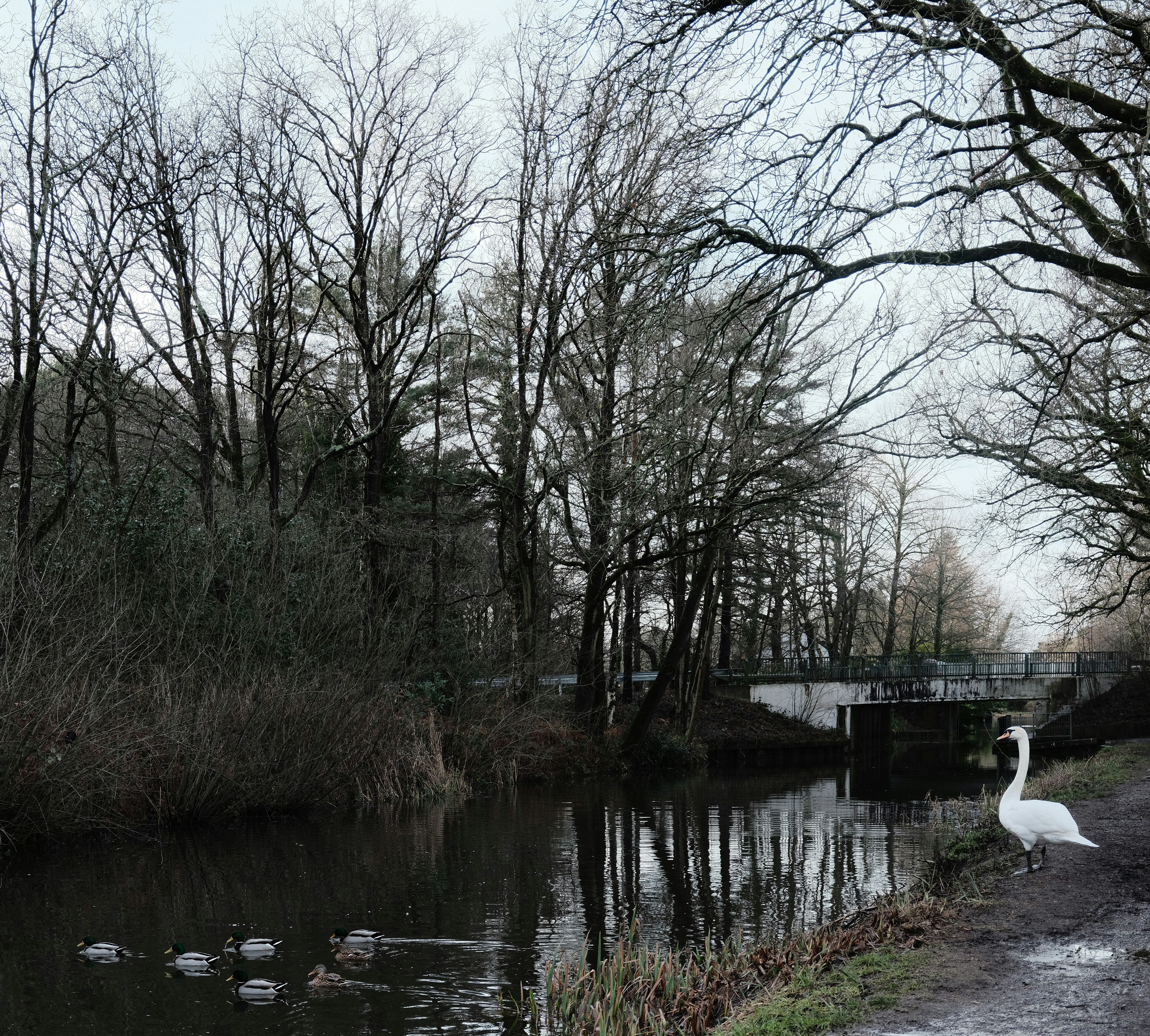 Heron’s Quiet Riverside Crossing