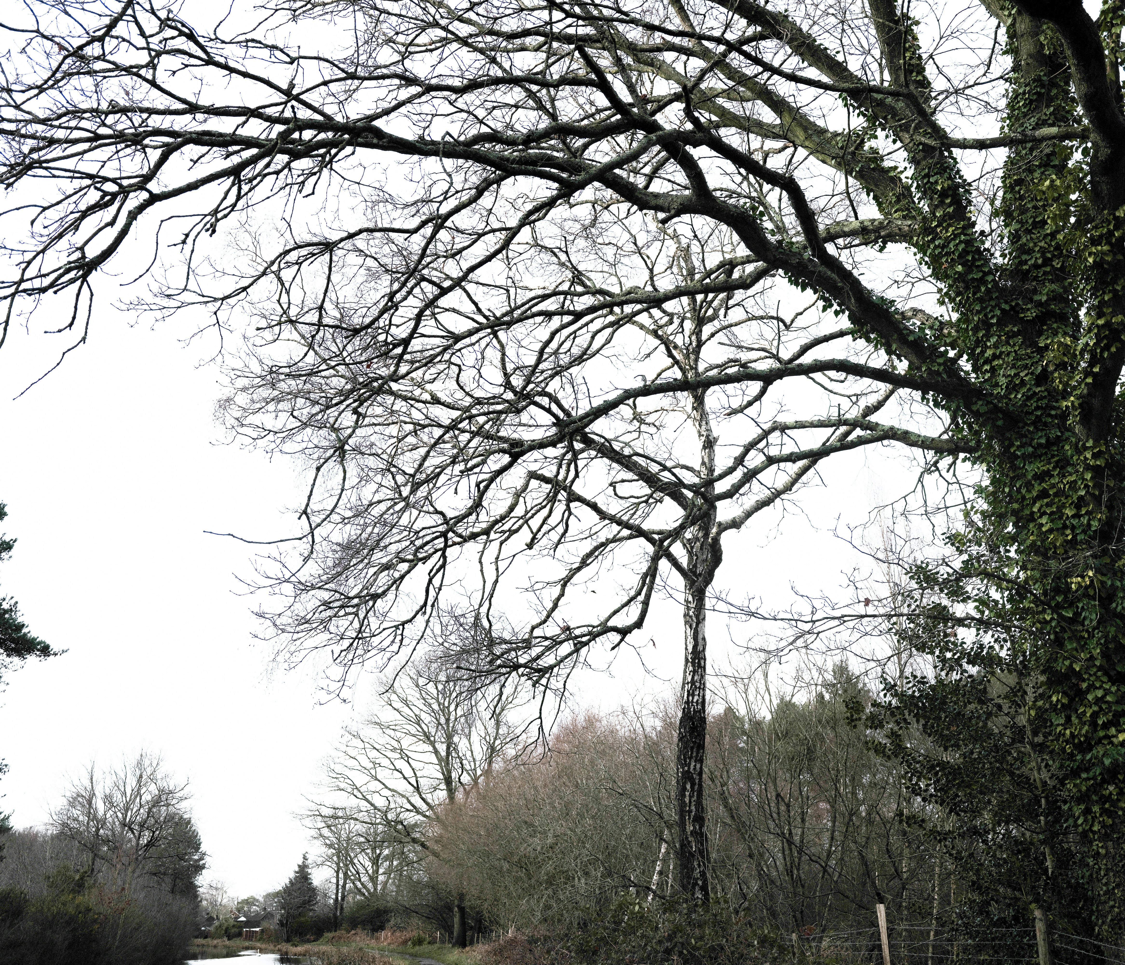 Winter Cathedral: A Bare Tree Reaches Across a Quiet Park
