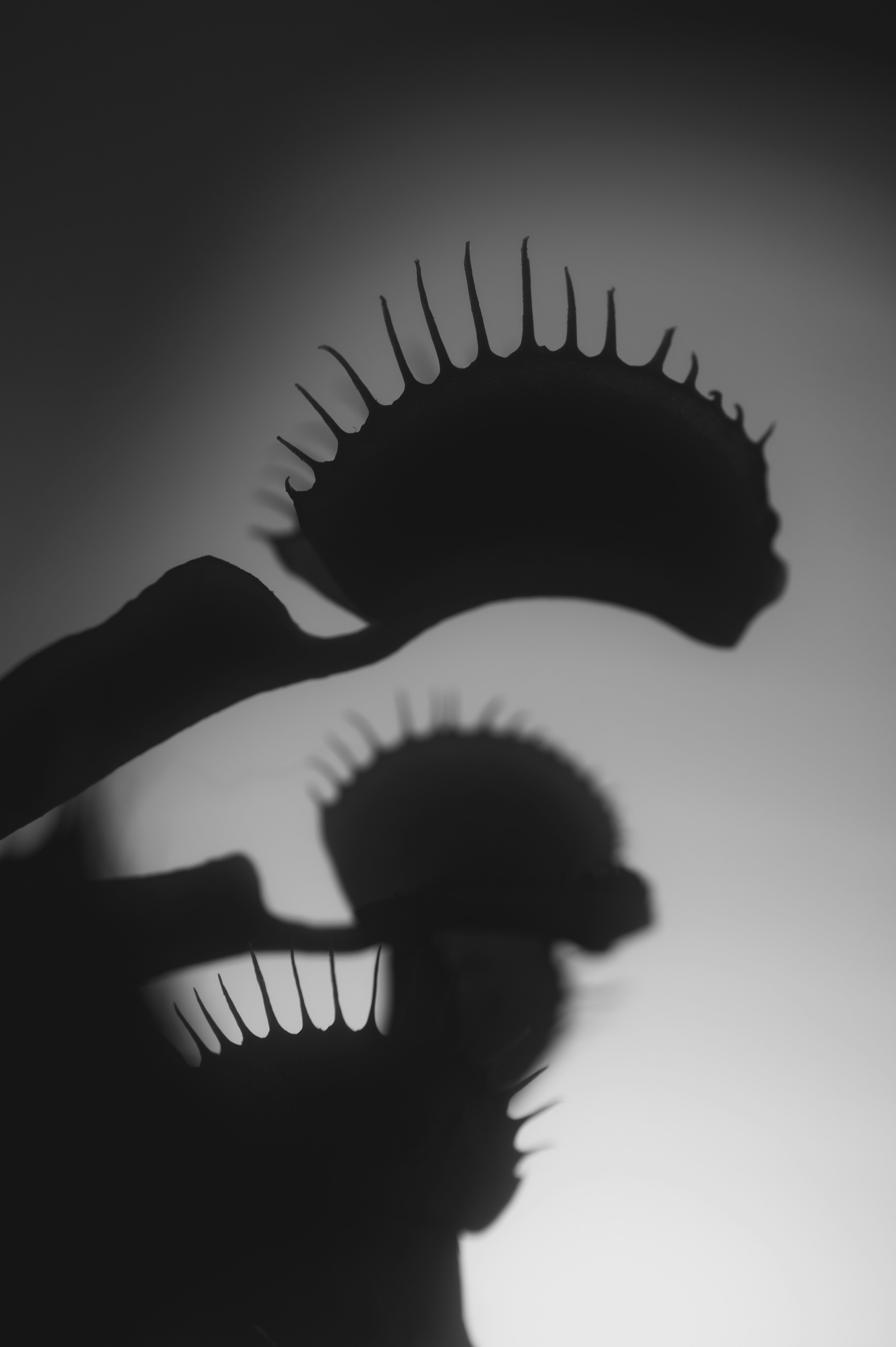 Silhouetted Dioneer: A Closer Look at Curved Petal Structures