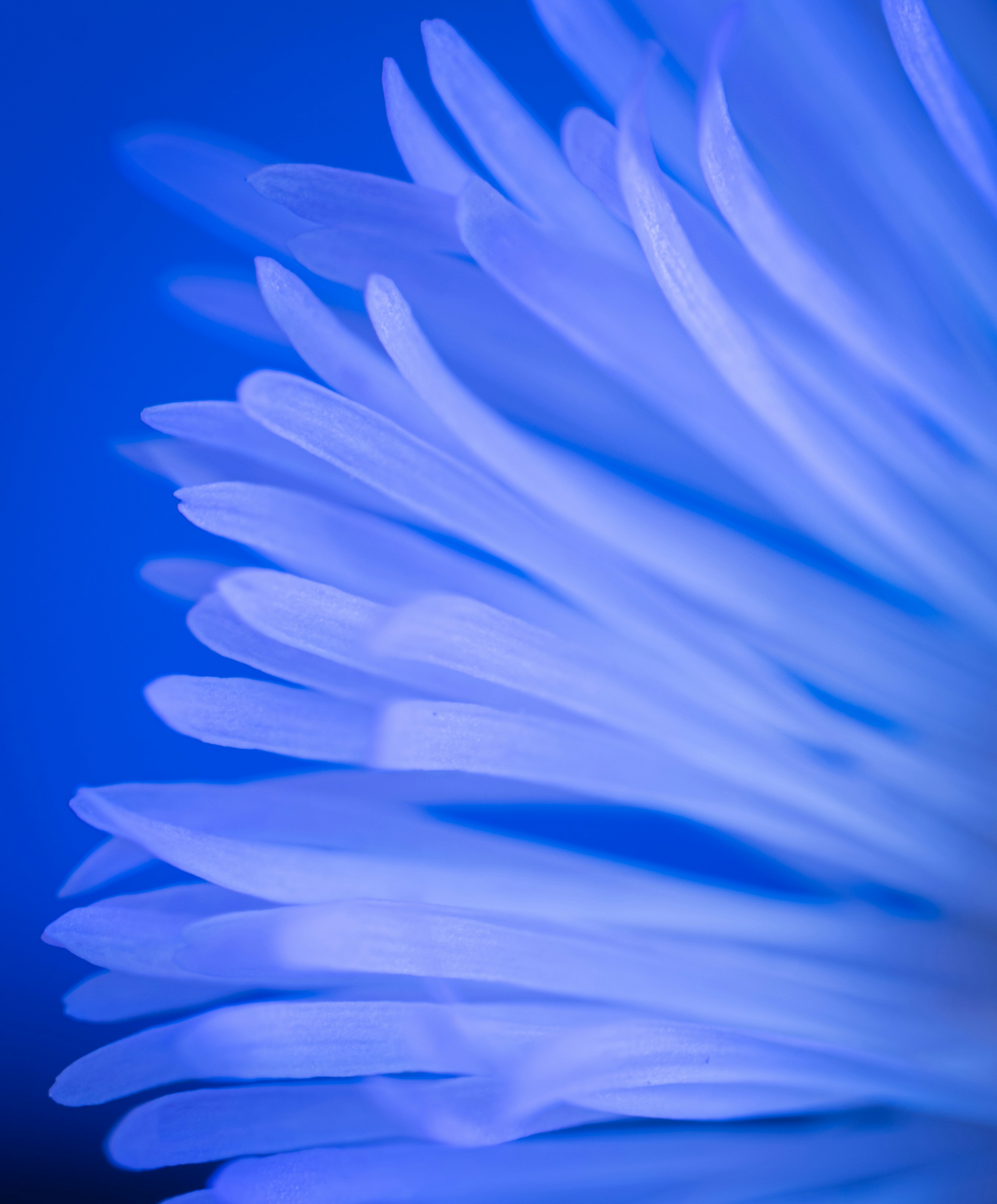 Blue Quiet: Macro Petals in Soft Focus