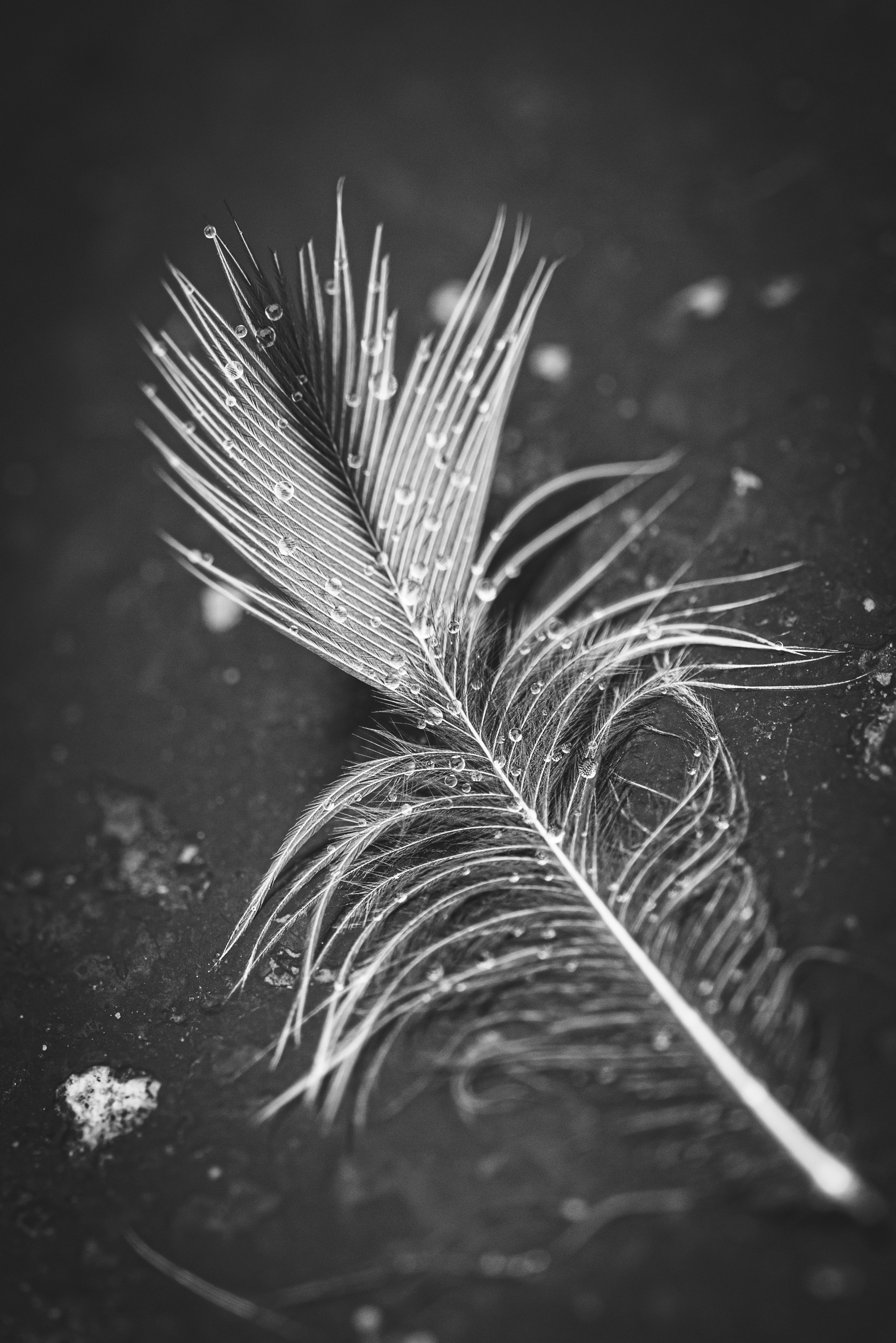 Feather on a Velvet Night: A Mono Study of Quiet Texture