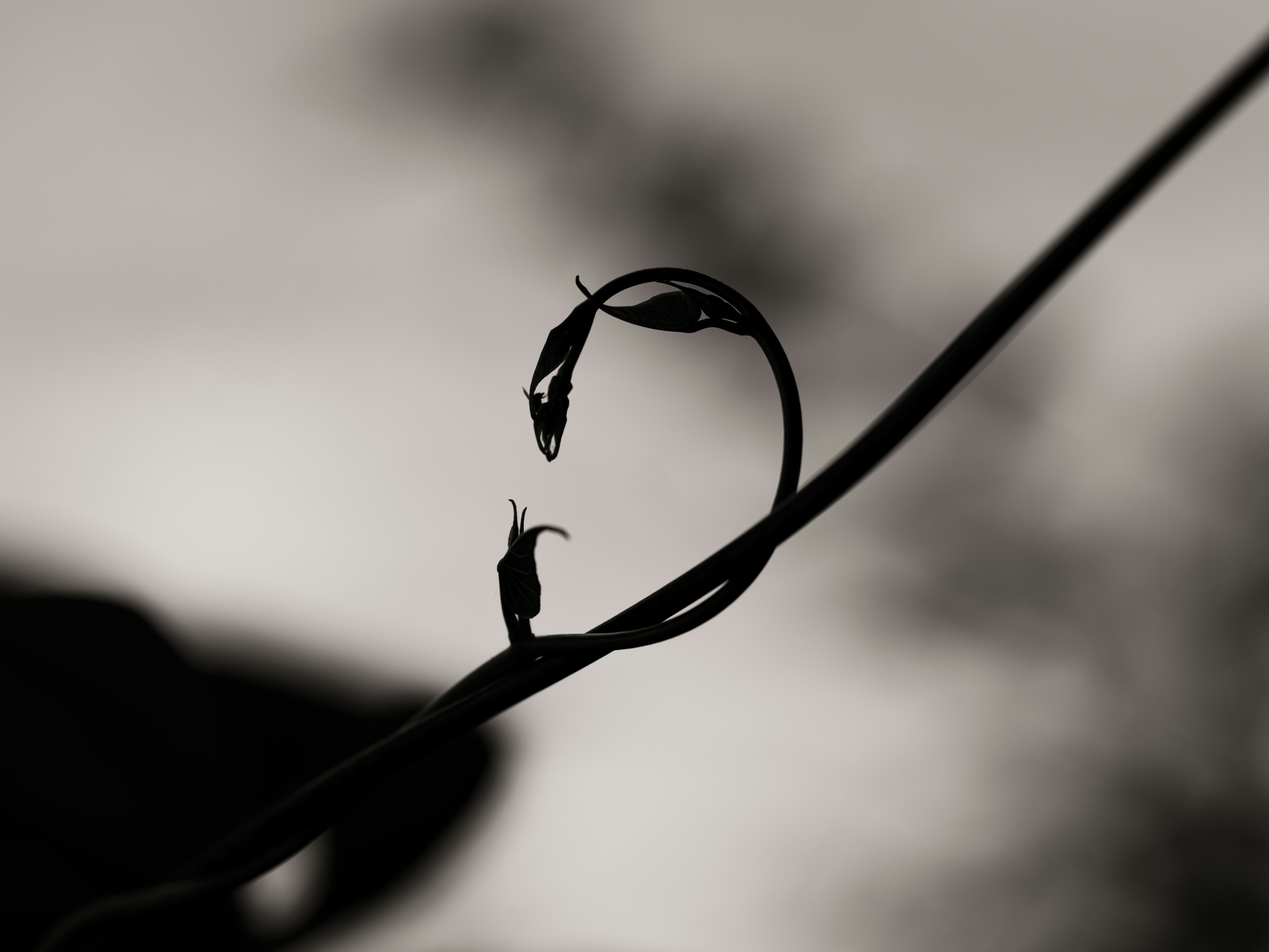 Curled Tendril in Silence: A Shaped Helix Against the Void