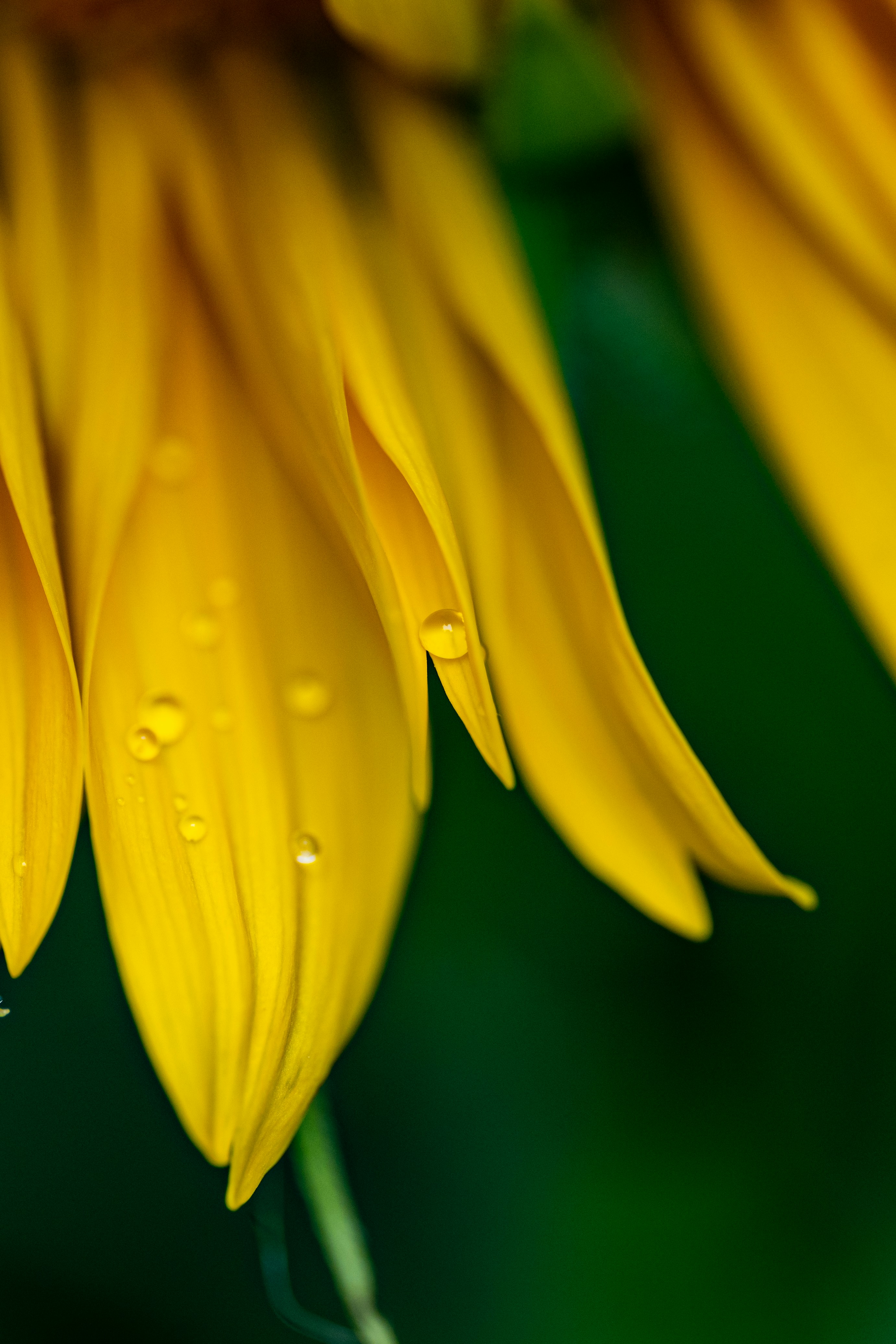 Petals in Focus: A Macro Slide Through Golden Yellow
