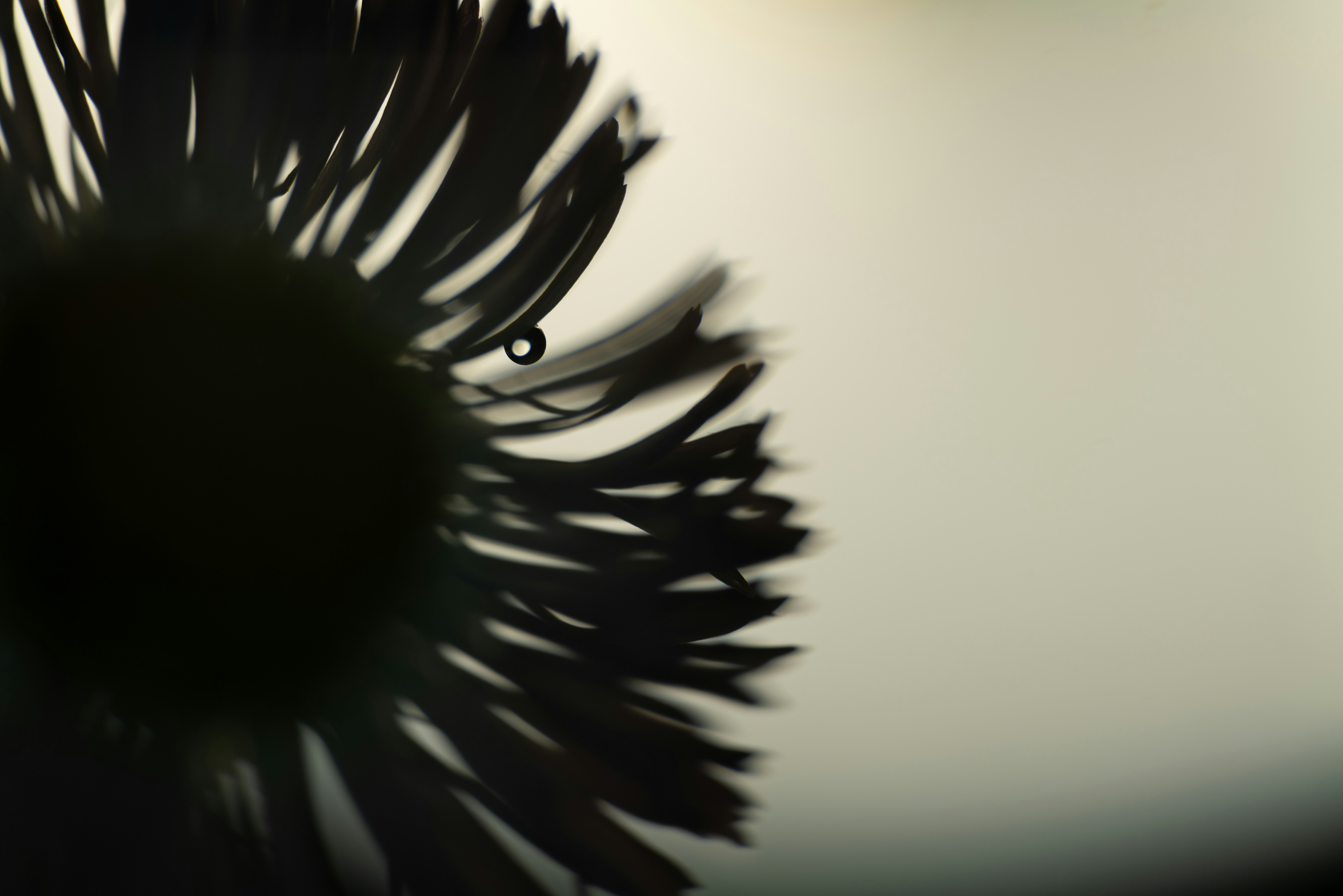 Silhouette of a Petal Bloom Beneath a Droplet Veil