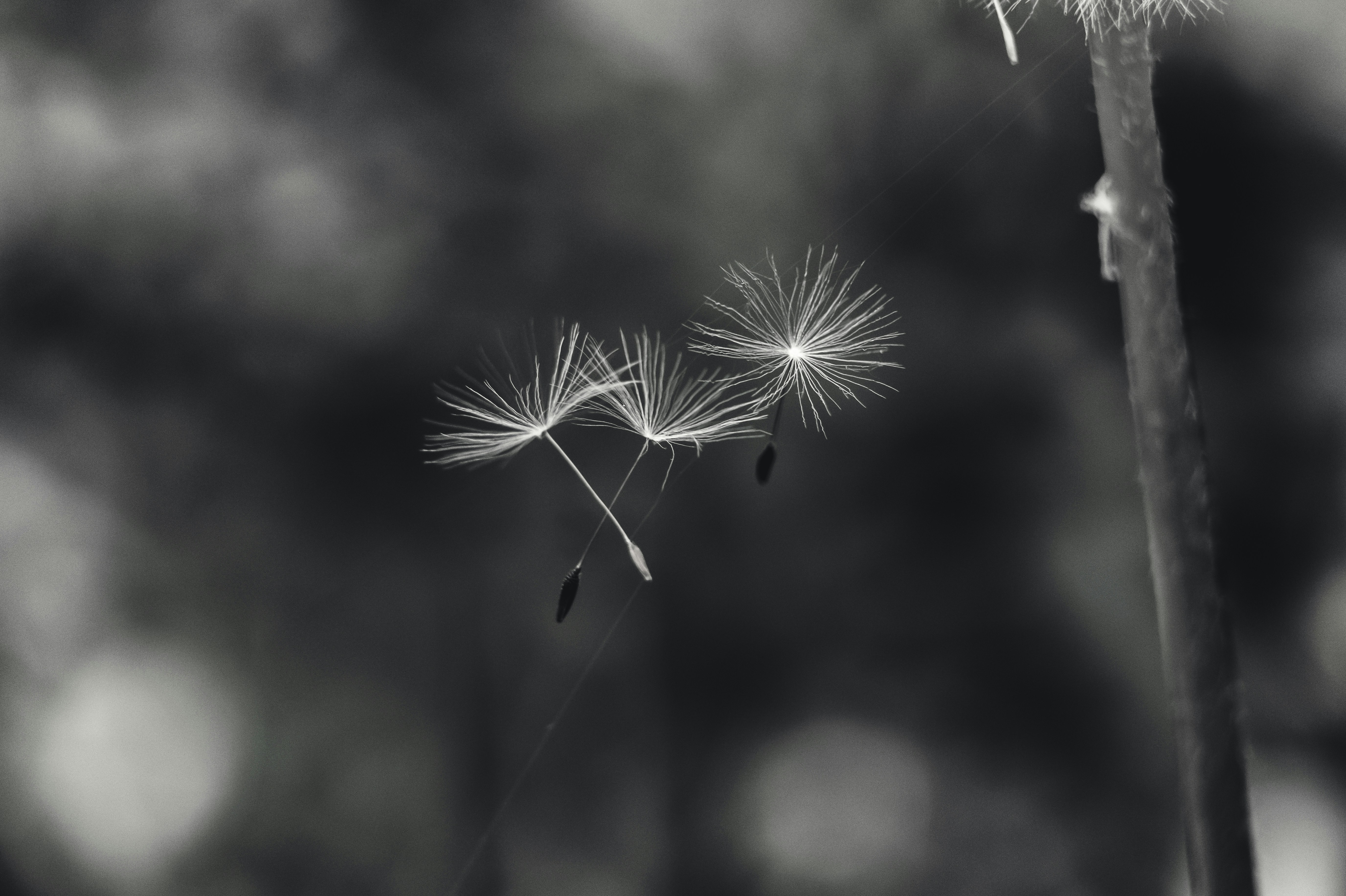 Whispers of a Dandelion: Delicate Seeds Drift in Quiet Light