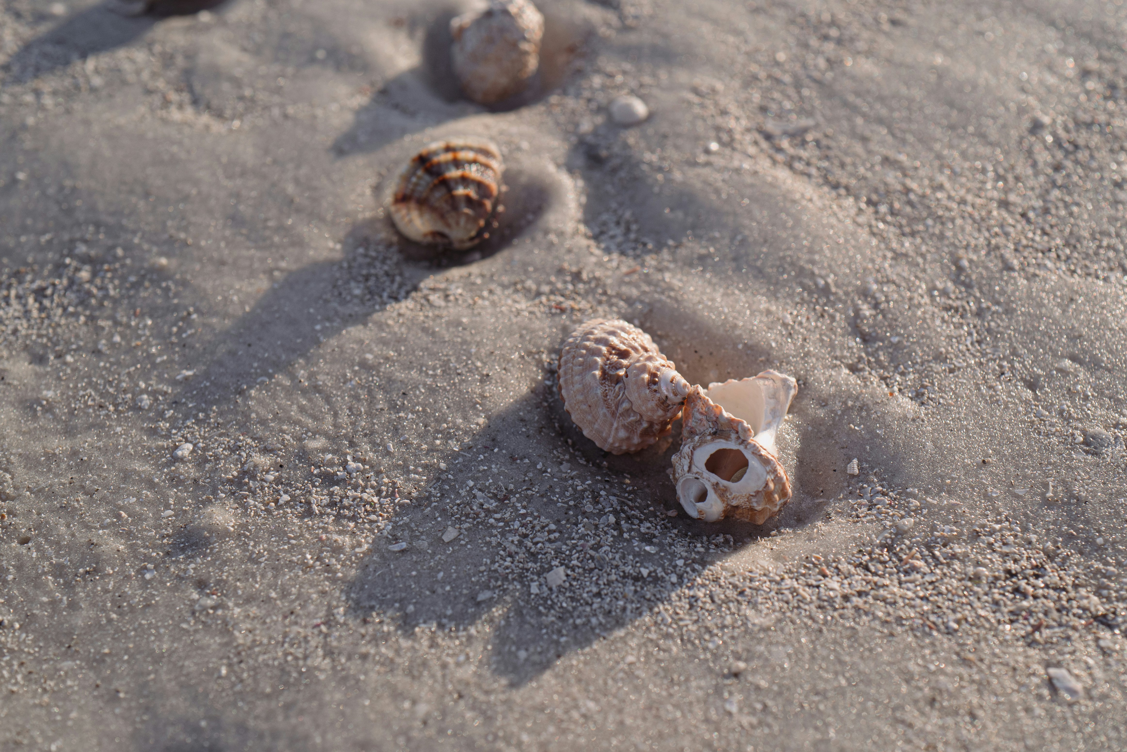 Deserted Shells on Gentle Sand Dunes