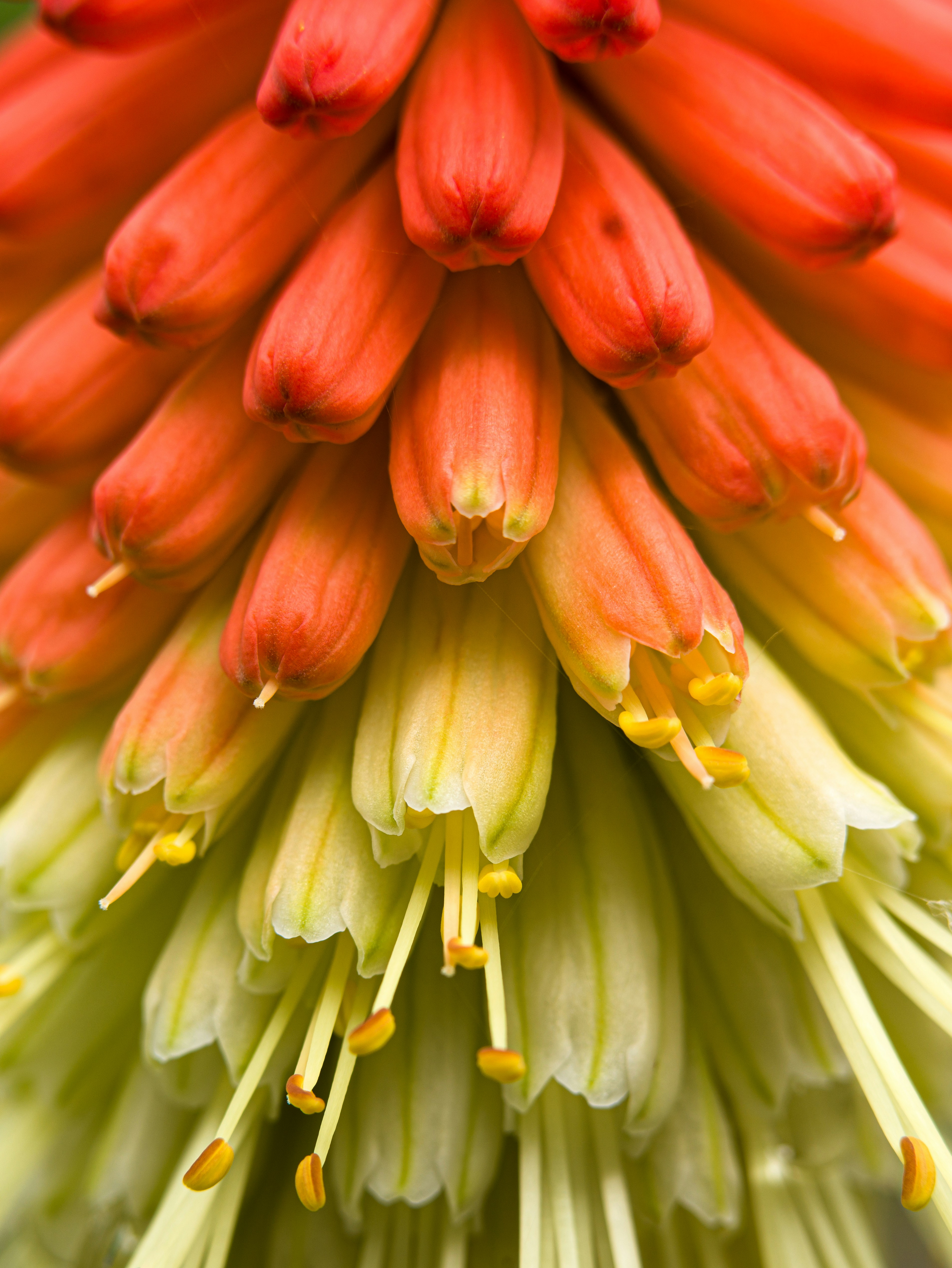 Sunlit Cascade: A Close-Up of Warm Tropic Flora