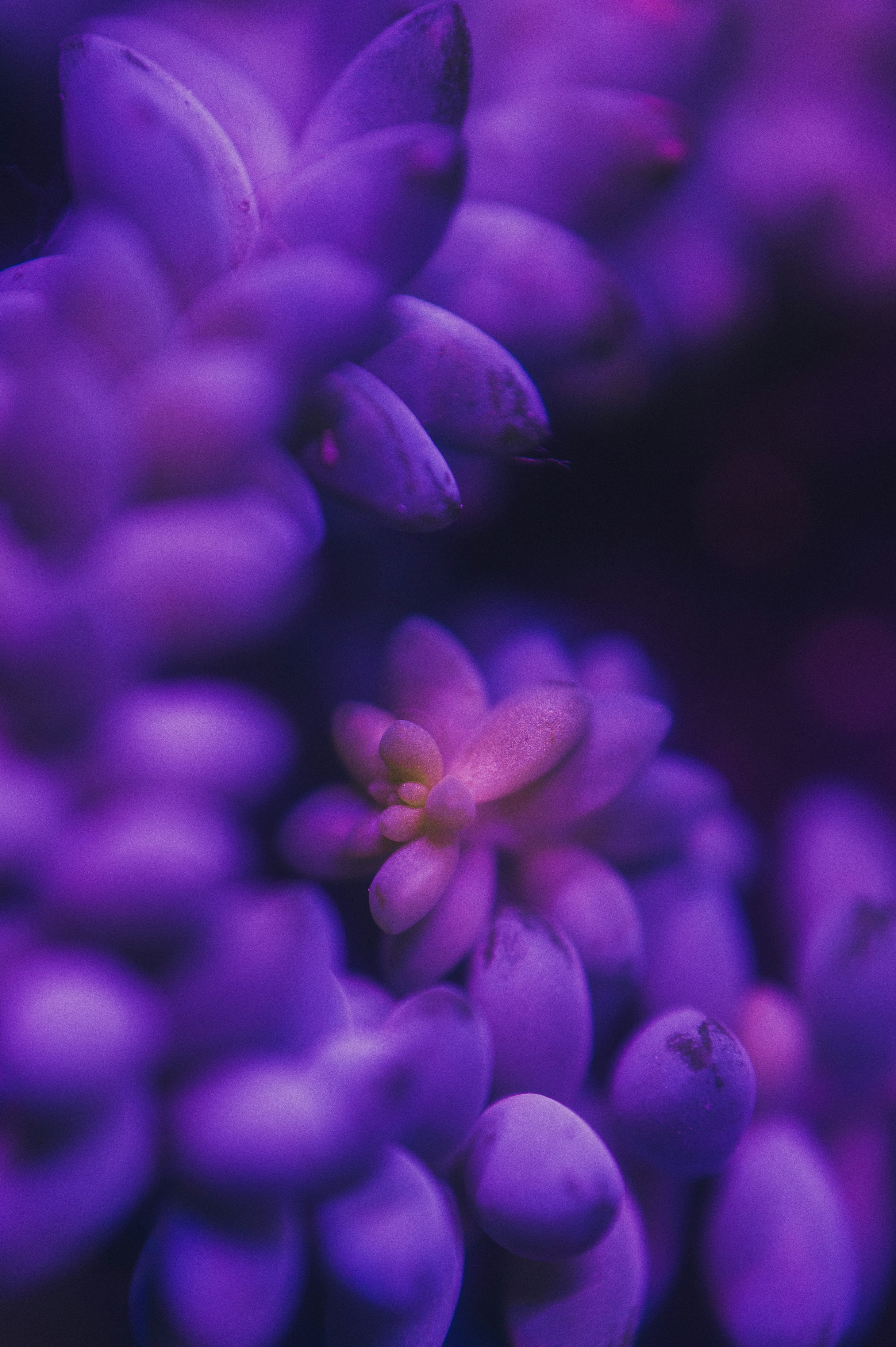 Violet Macro: Cloaked Petals in Dreamy Focus