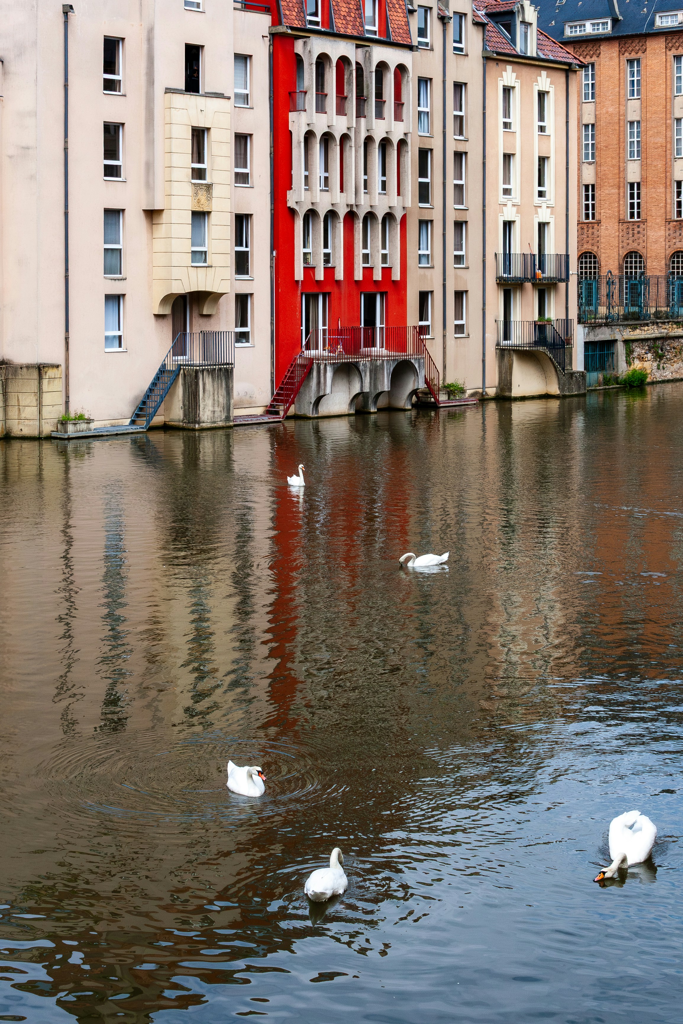 Swan Choir Along a Colorful Canal Front
