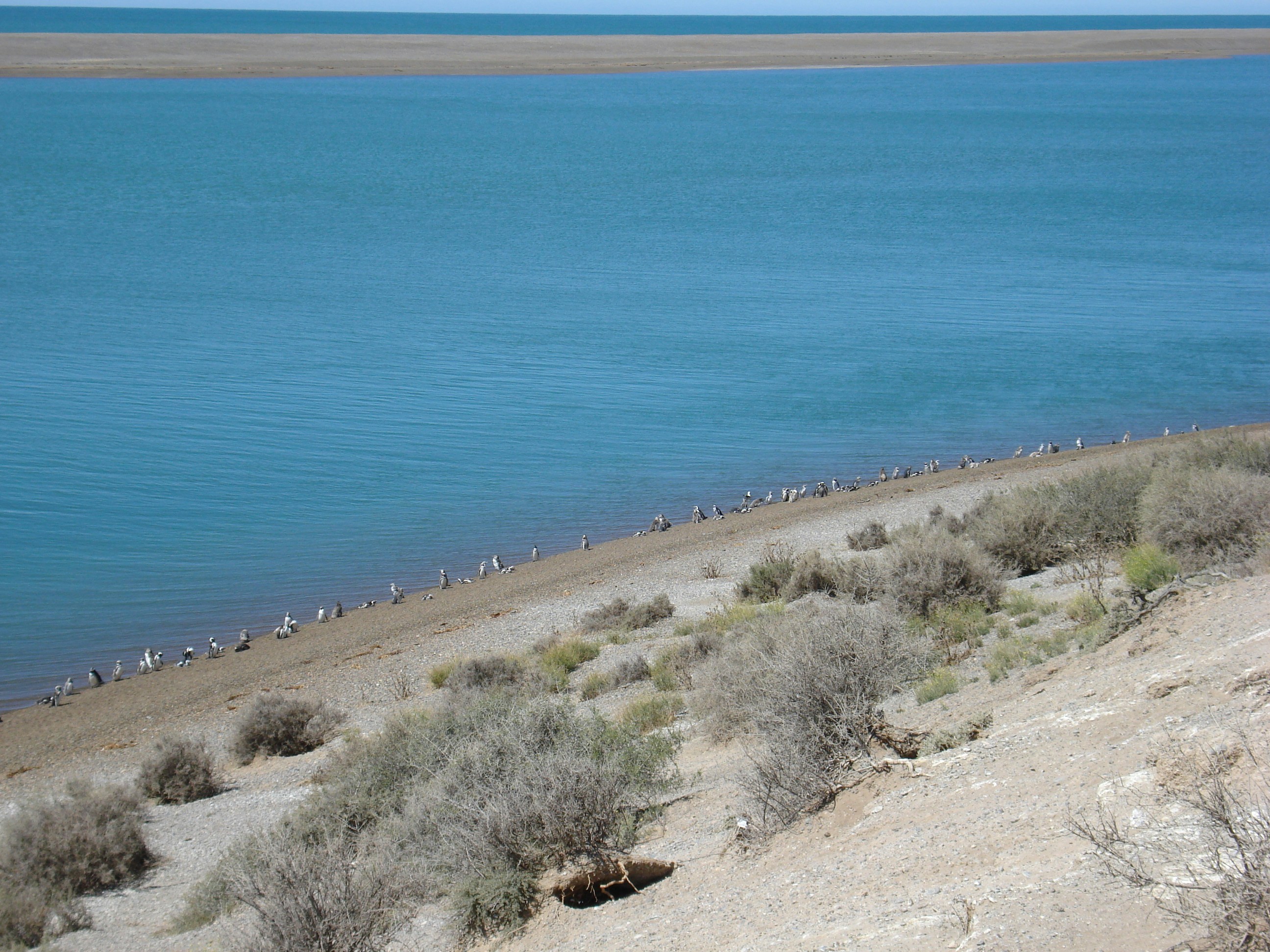 Birds gathered on a sandy beach next to the ocean.