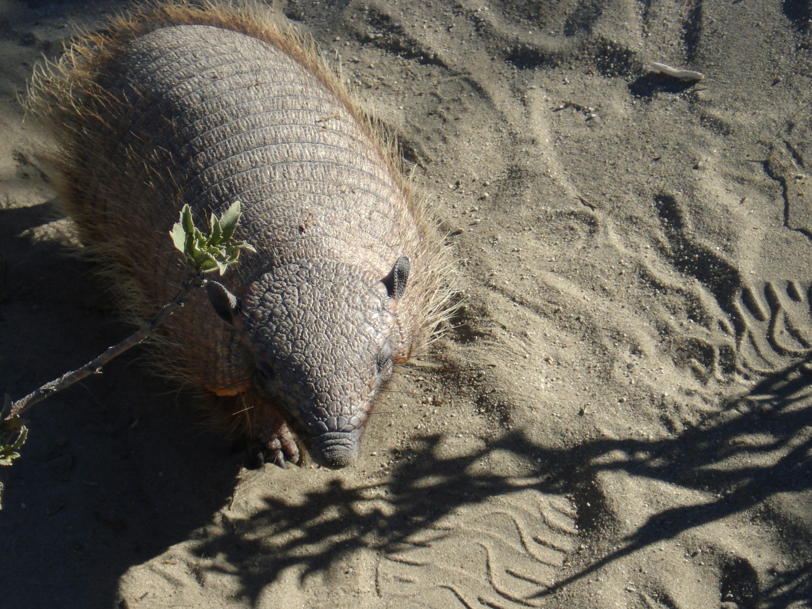 An armadillo walks on sandy ground with shadows.