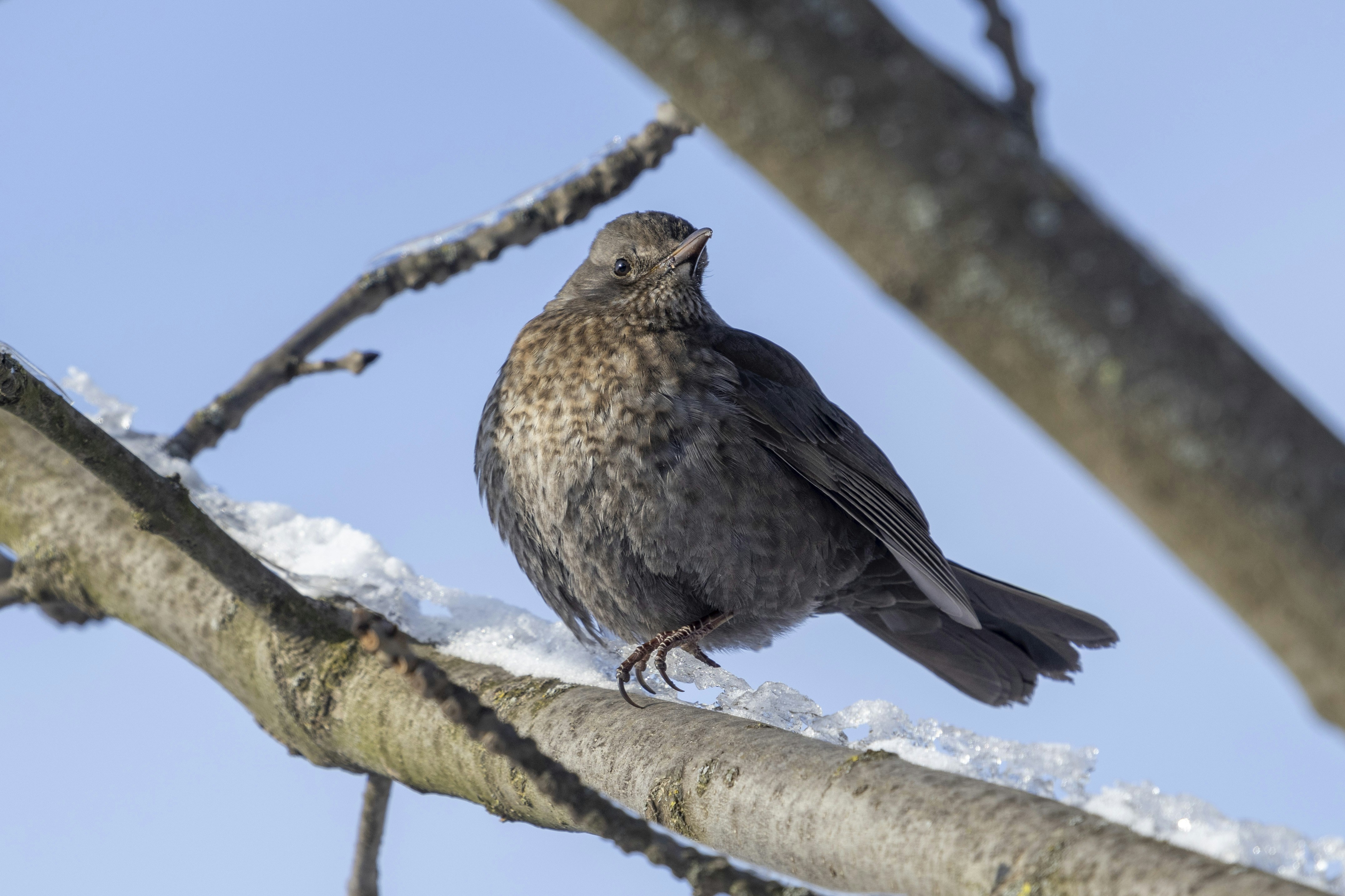 Stoic Songbird on Snowy Branch Under a Clear Sky