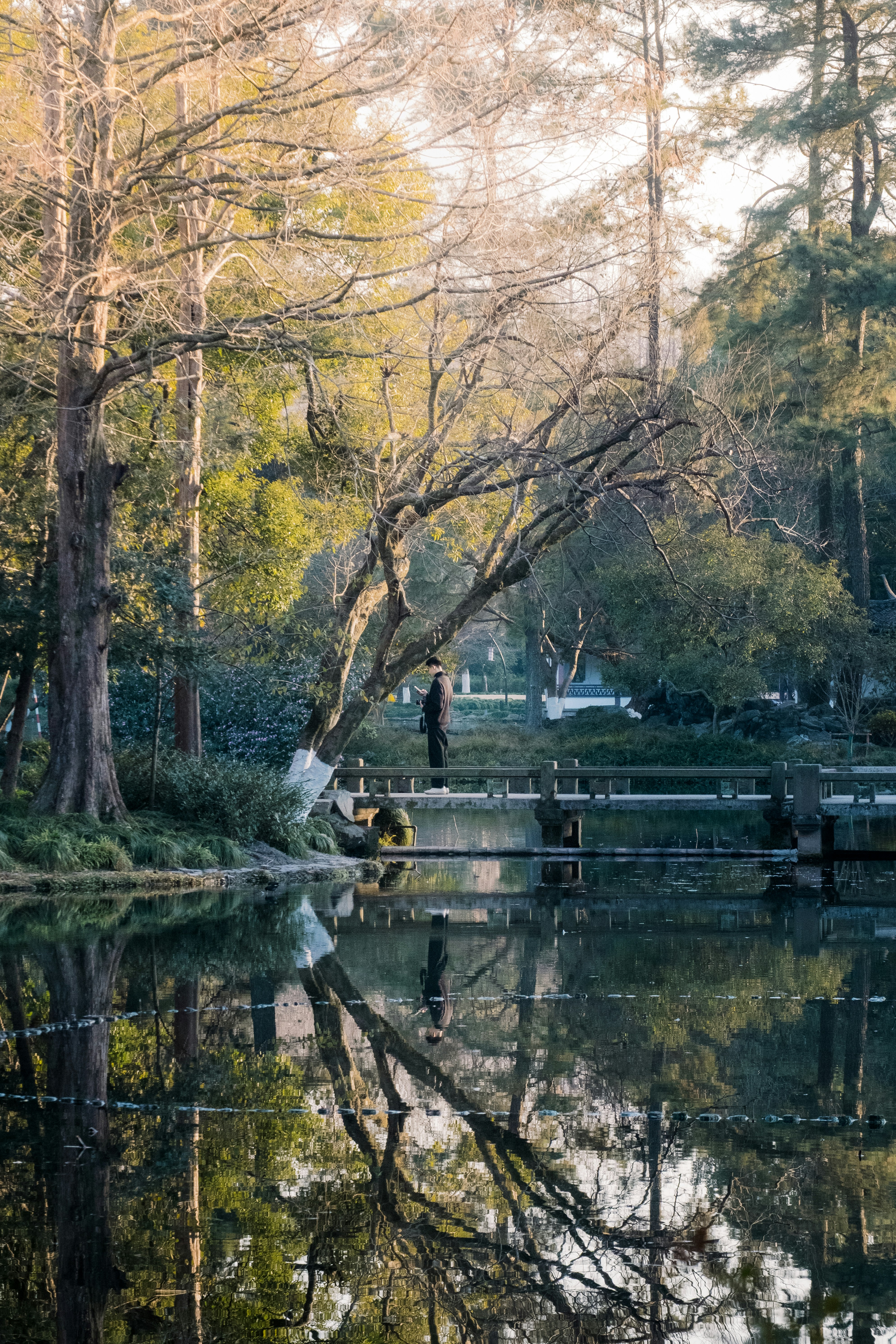 Reflections at the Quiet Pond: A Lone Figure Beneath a Tangle of Trees