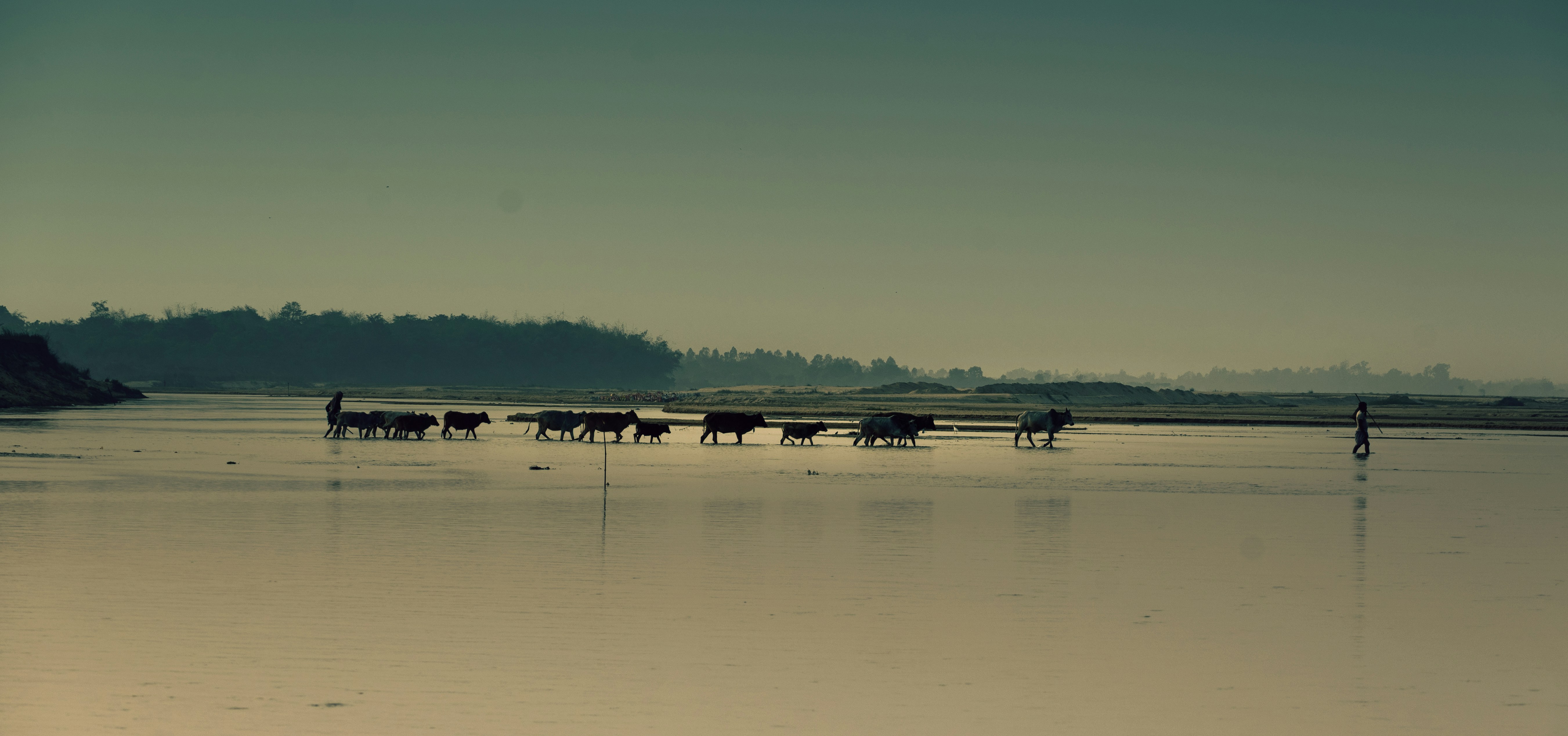 Herd on the Tidal Plane: Distant Cattle at Dusk