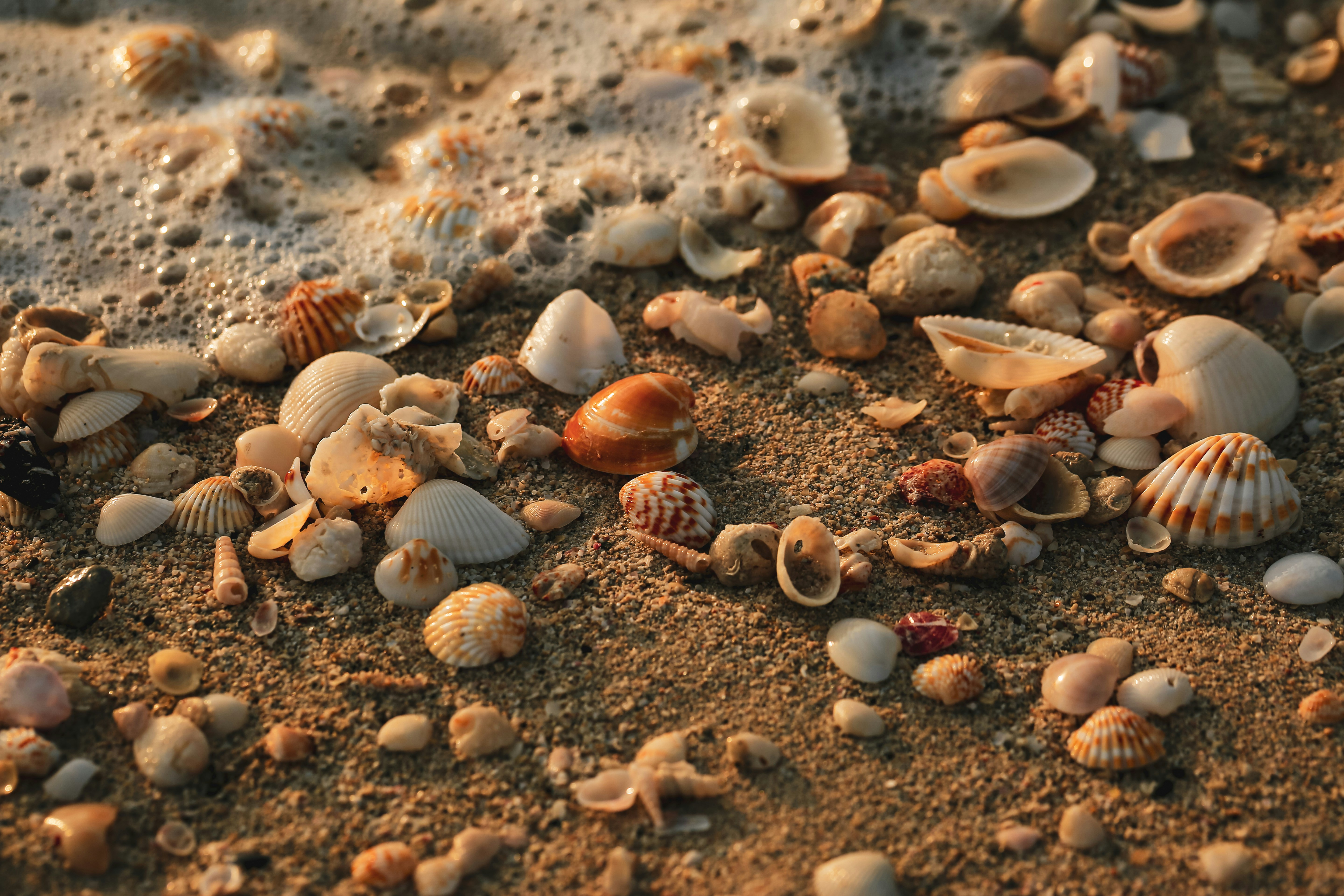 Sunlit Seashell Mosaic on Warm Sand