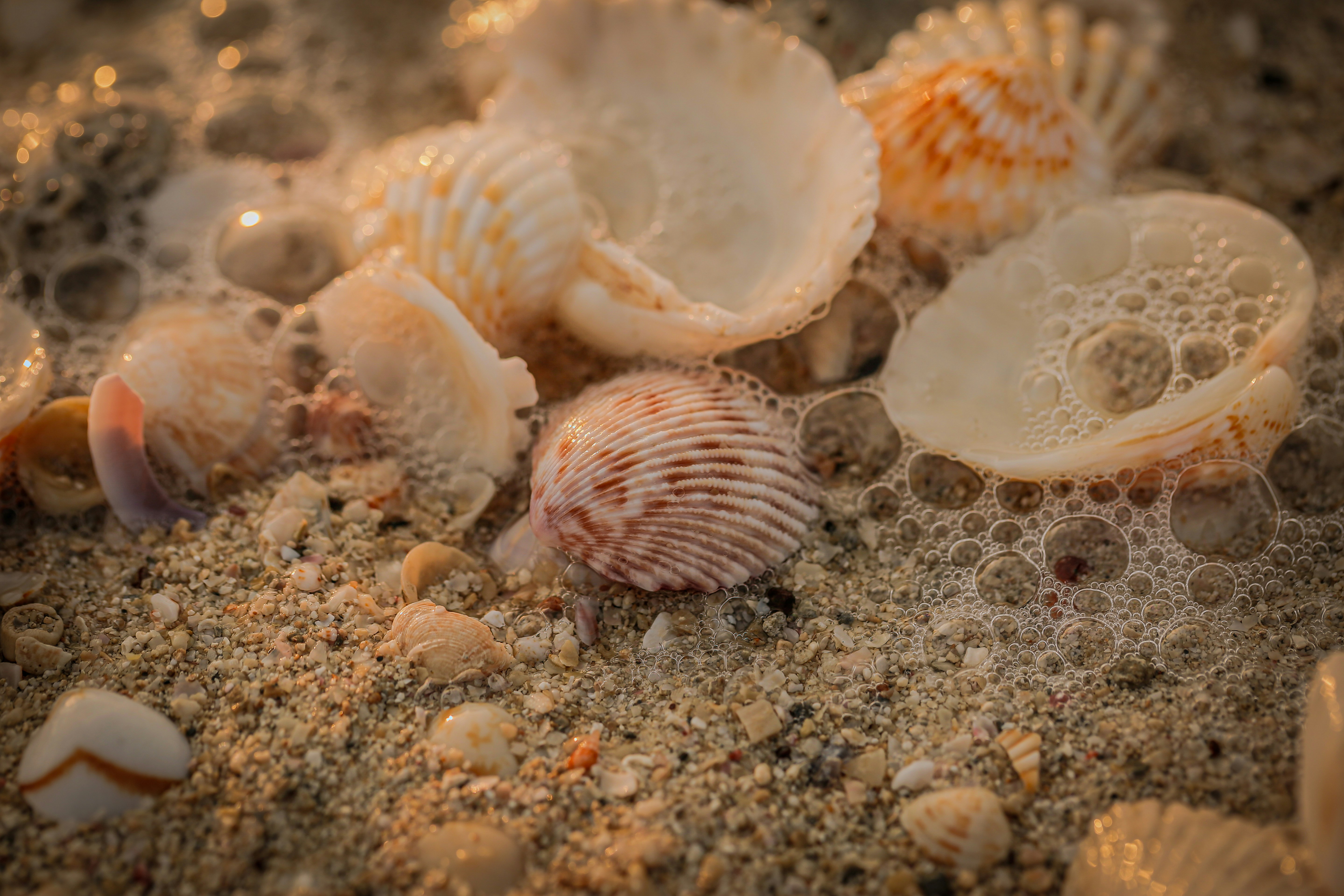 Shell mosaic: a sunlit shoreline teeming with microterraced shells and frothy bubbles