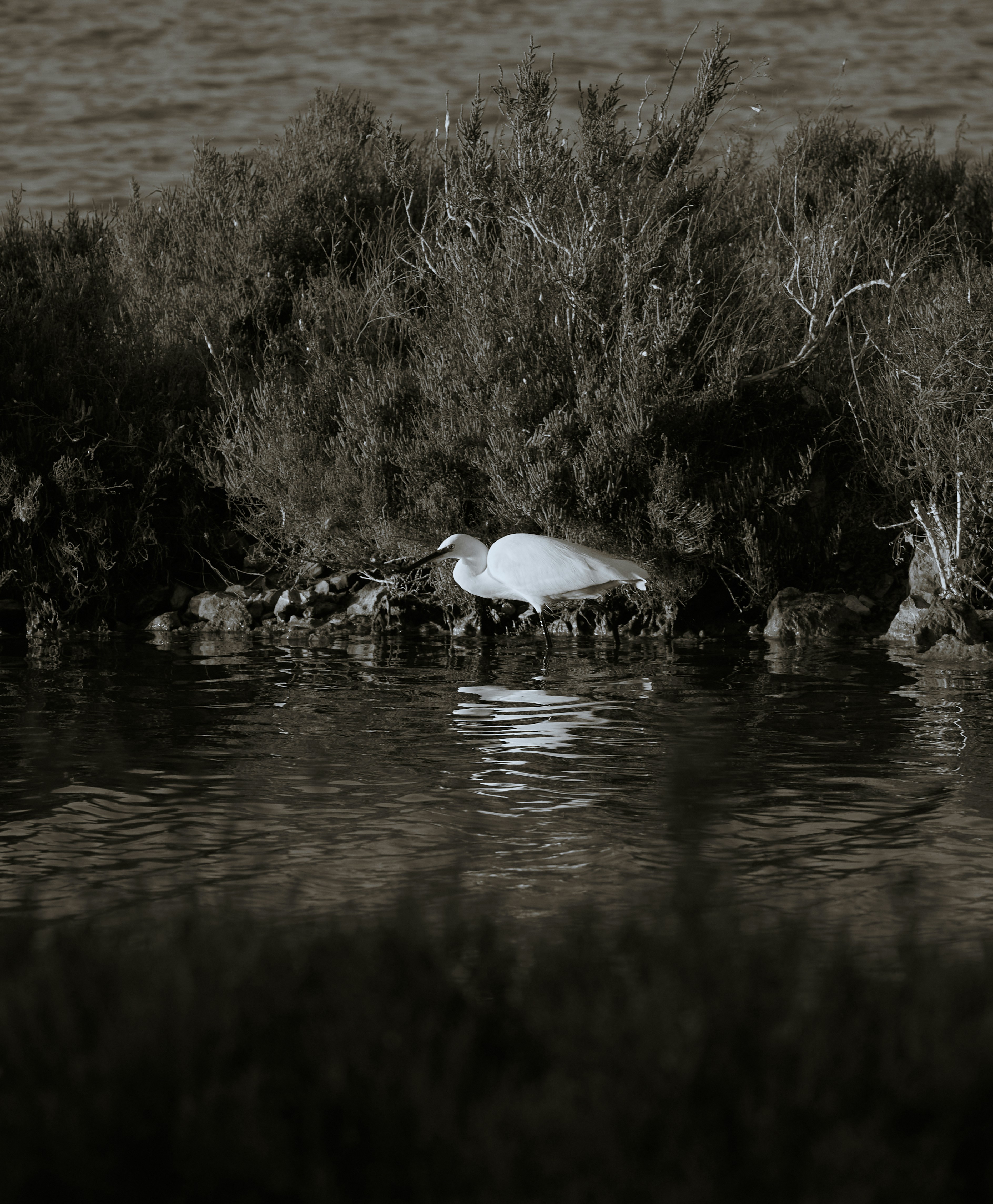 Silent Egret at the Waterline