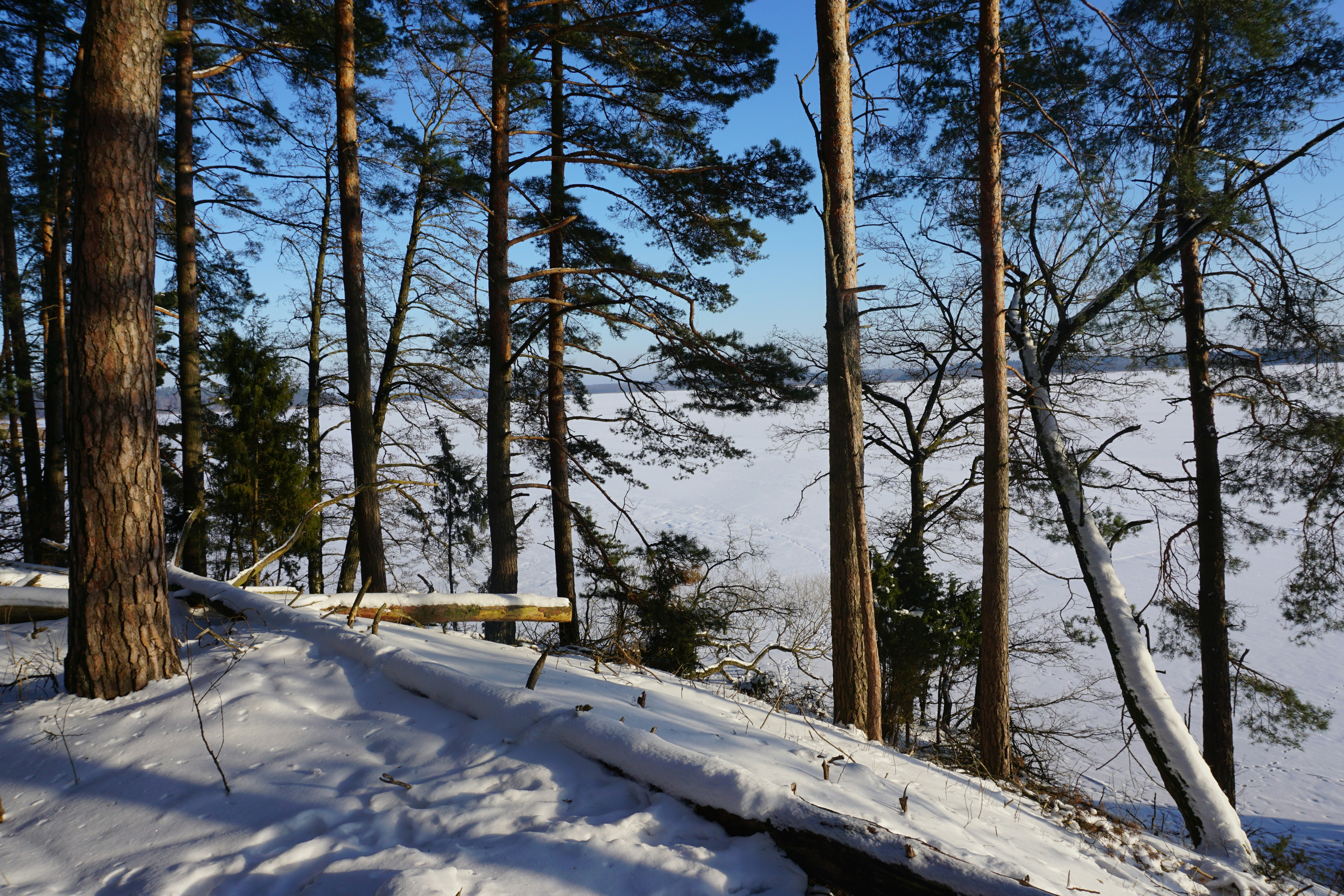 Snowbound Ridge: Pines Against a Clear Winter Sky