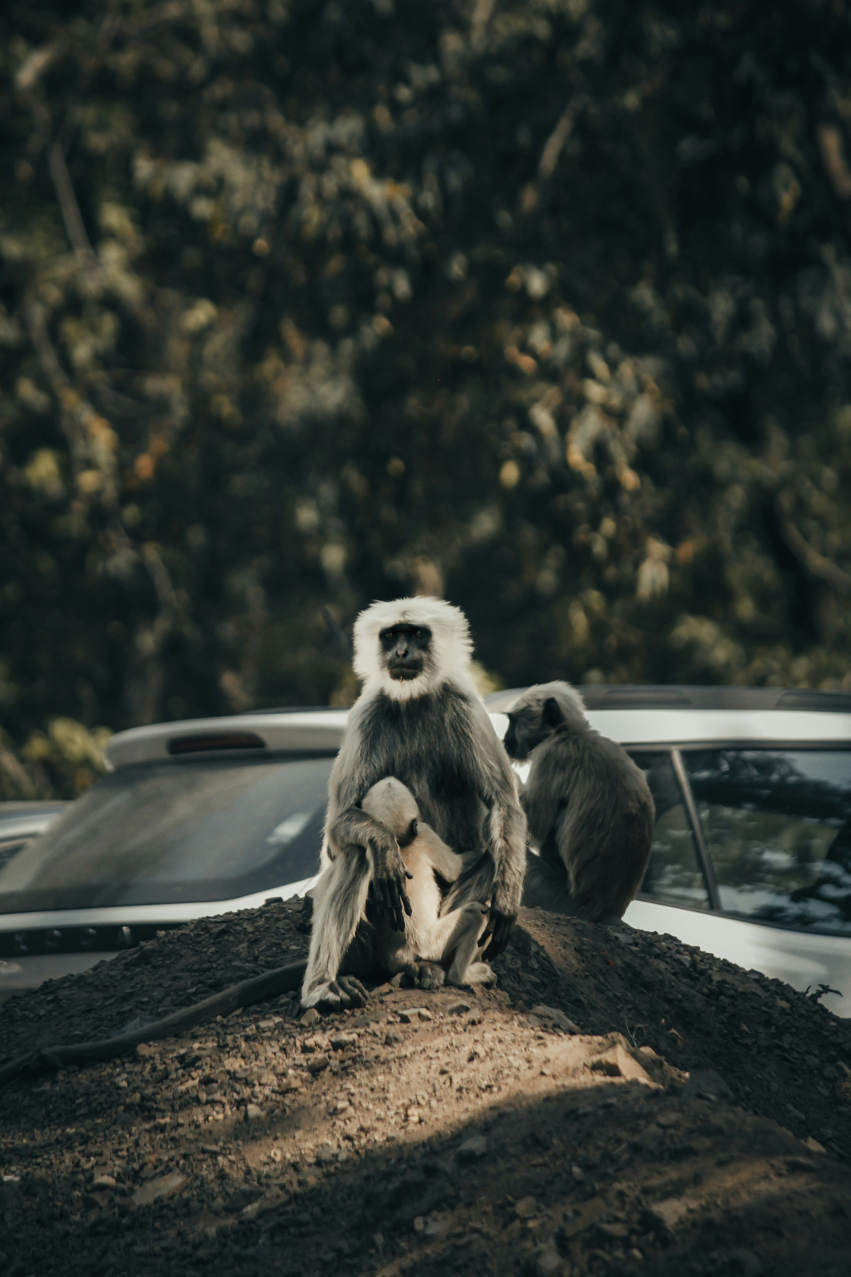 Monkeys at Dusk: A Pair Guarding a Car-Dusted Hill