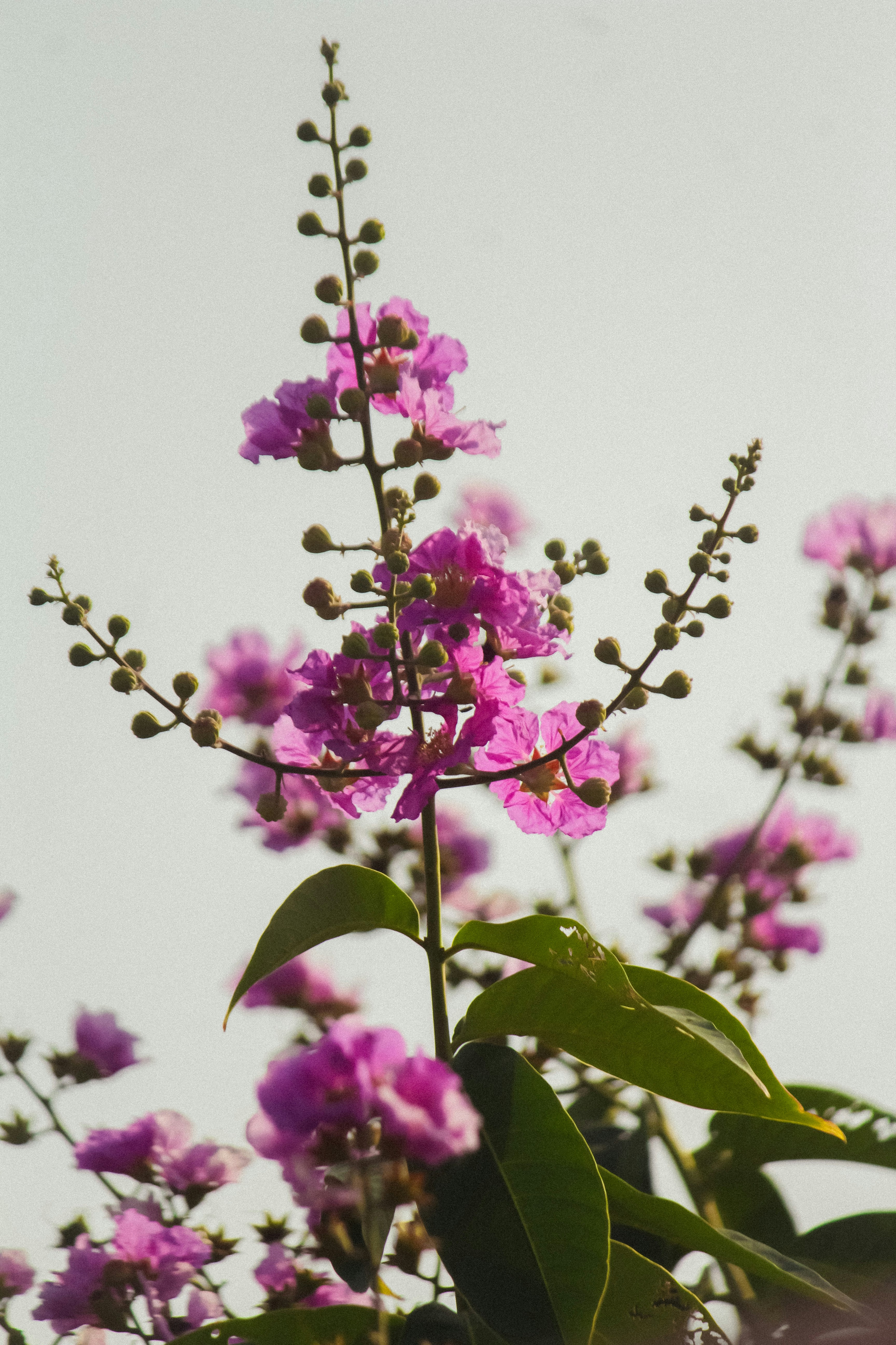 Pink blossoms Reach for the Sky