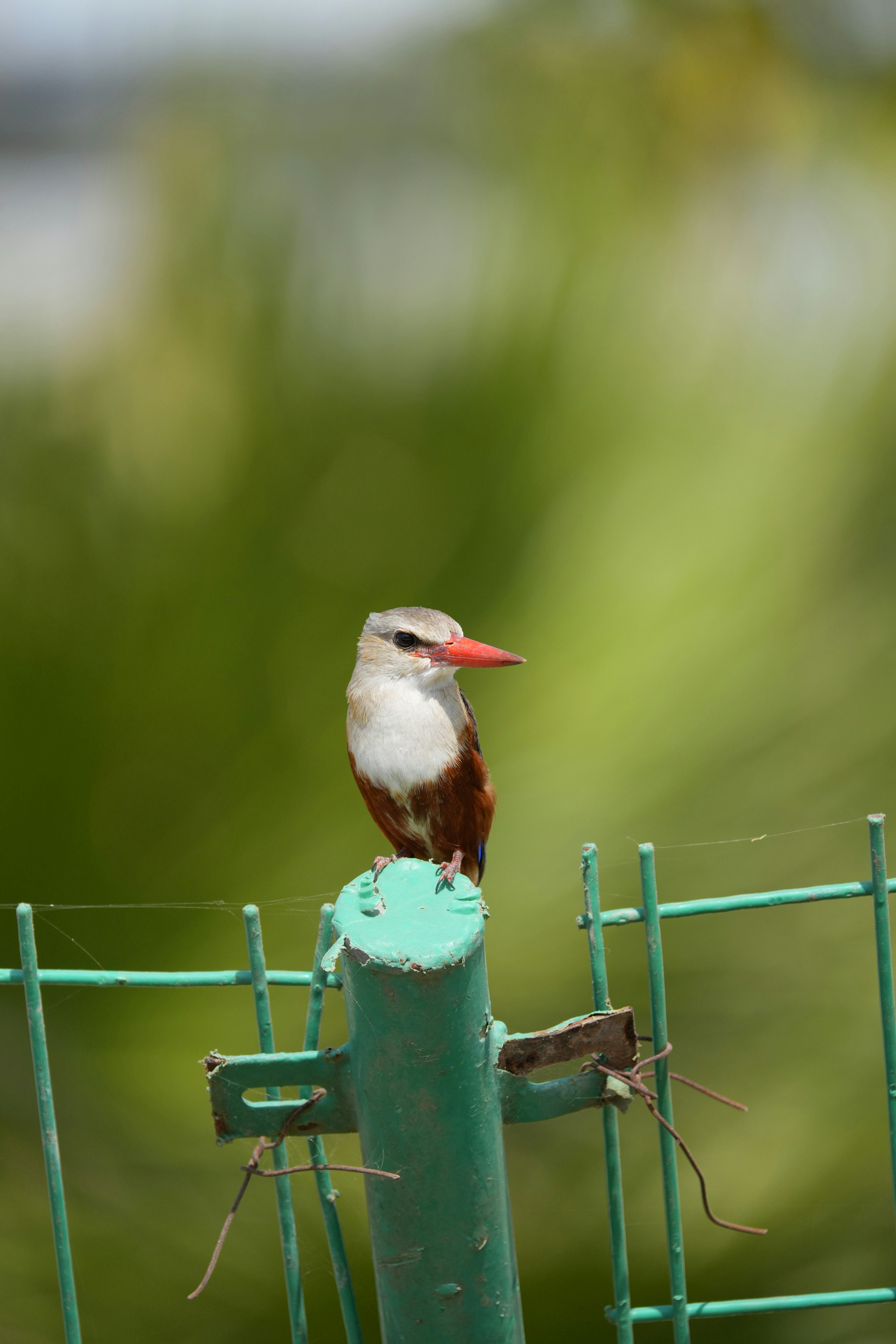 Red-beaked Kingfisher on a Weathered Fence Post