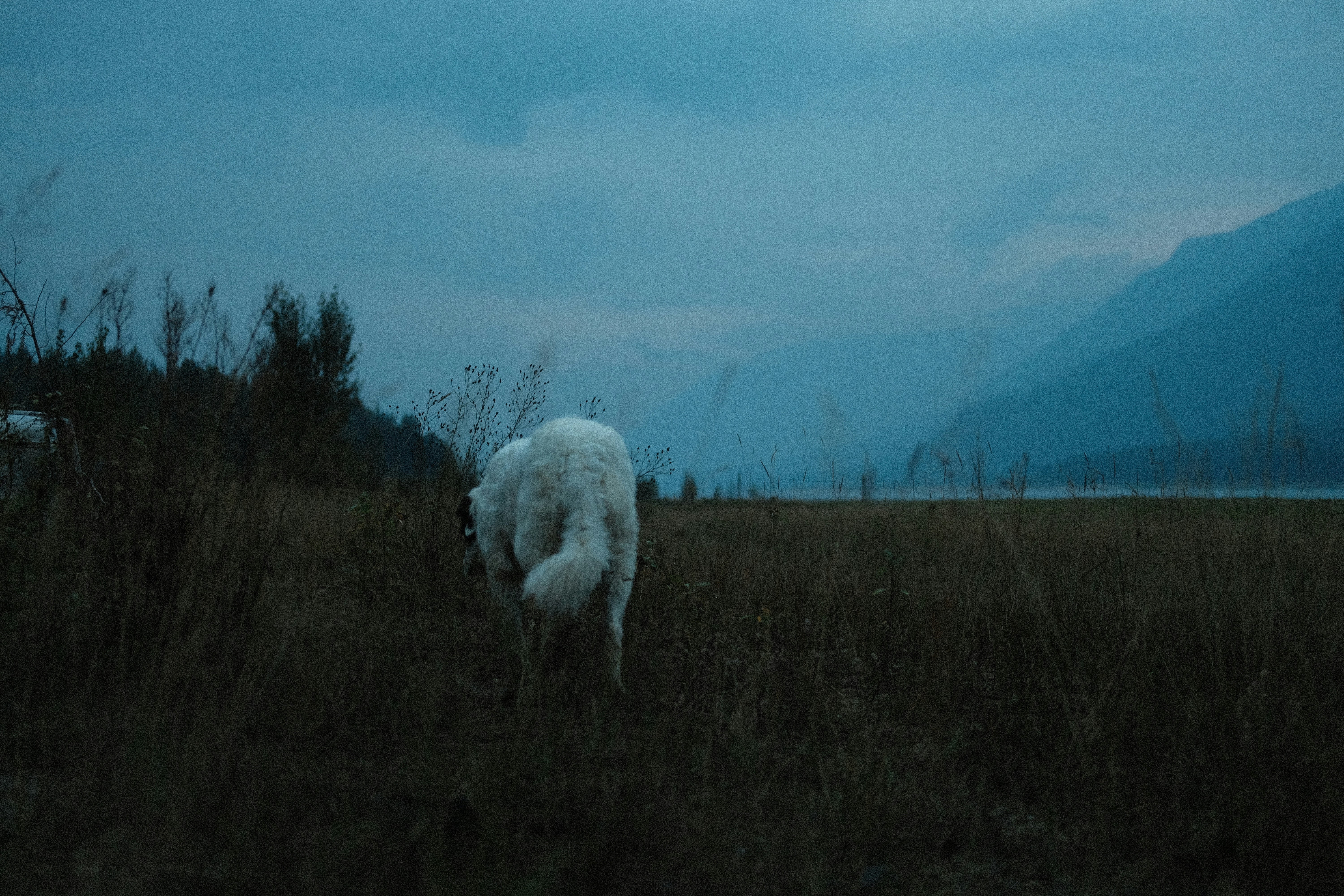 Lonely Sheep at Dusk on a Cold Plain