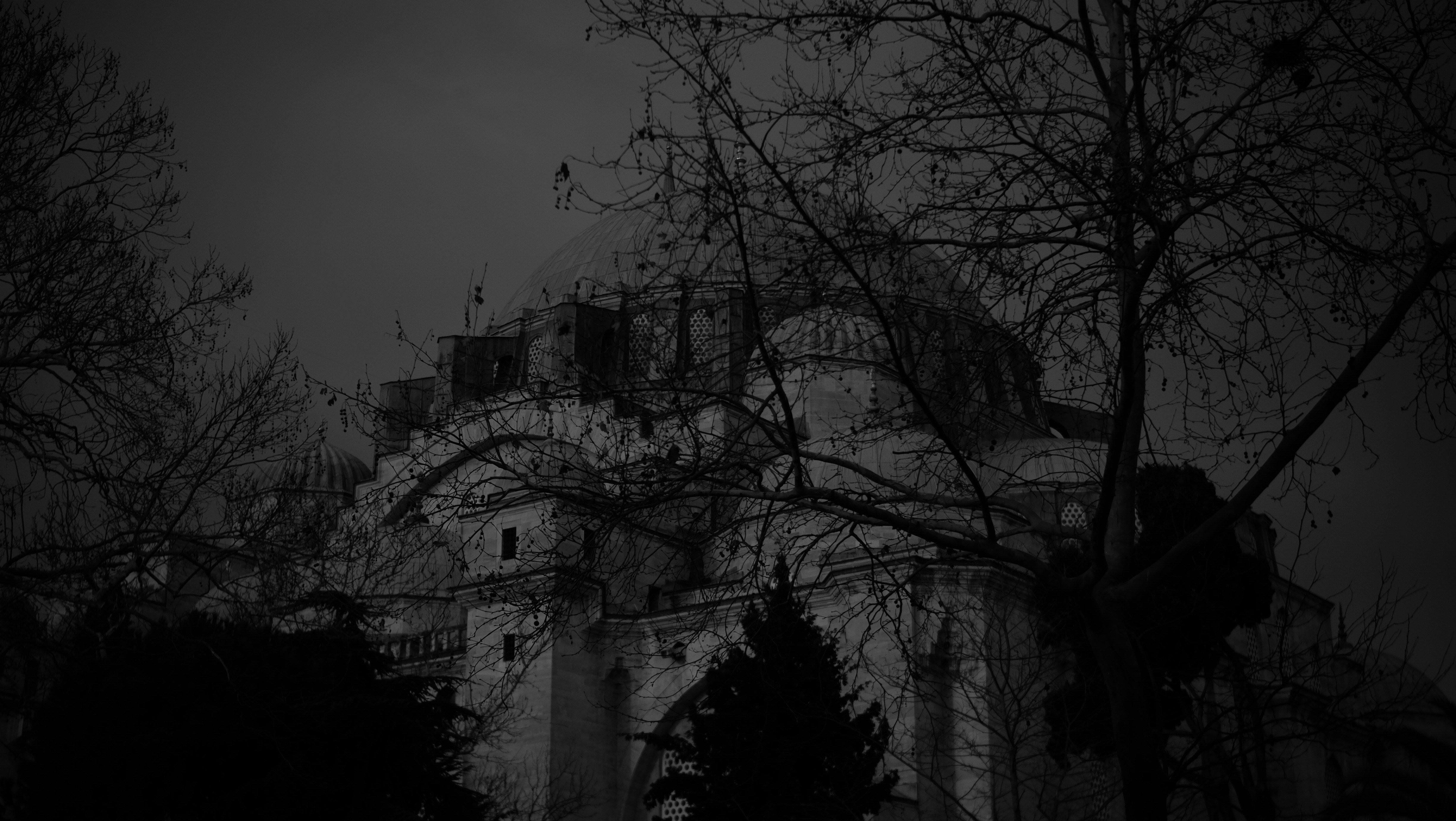 Moonlit Fortress: A Quiet Descent Beneath Gnarled Branches