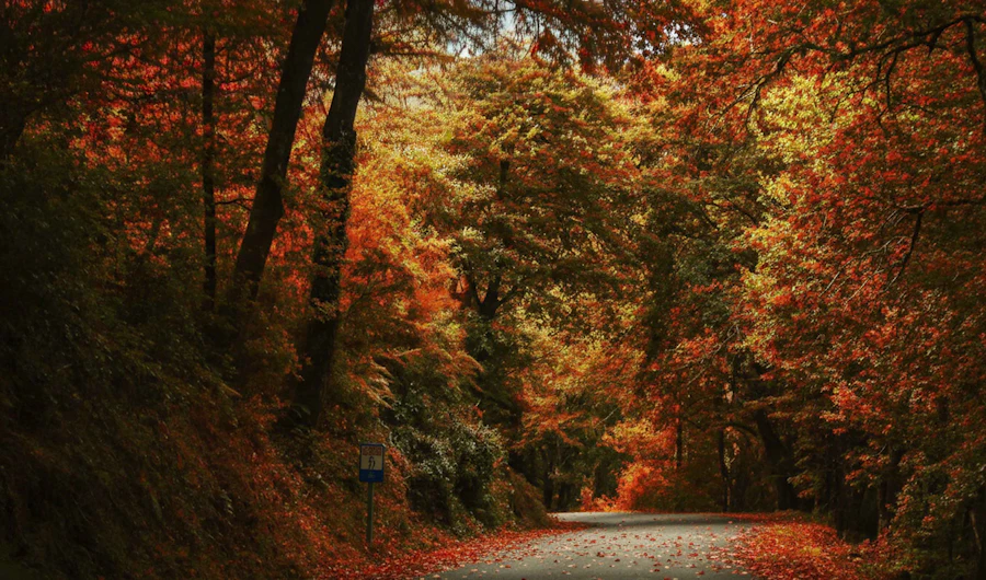 Autumn-filled forest road framed by glowingly red-orange foliage; a quiet lane receding into the warm woods, leaves scattered on the pavement. This is a photographic capture, not a painting or illustration.