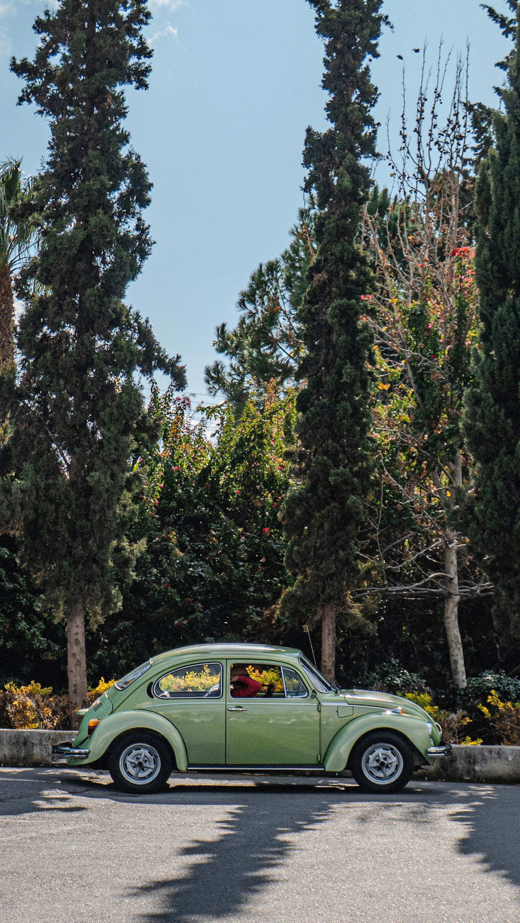Green Classic: A Restful VW Beetle Anchored by Tall Trees