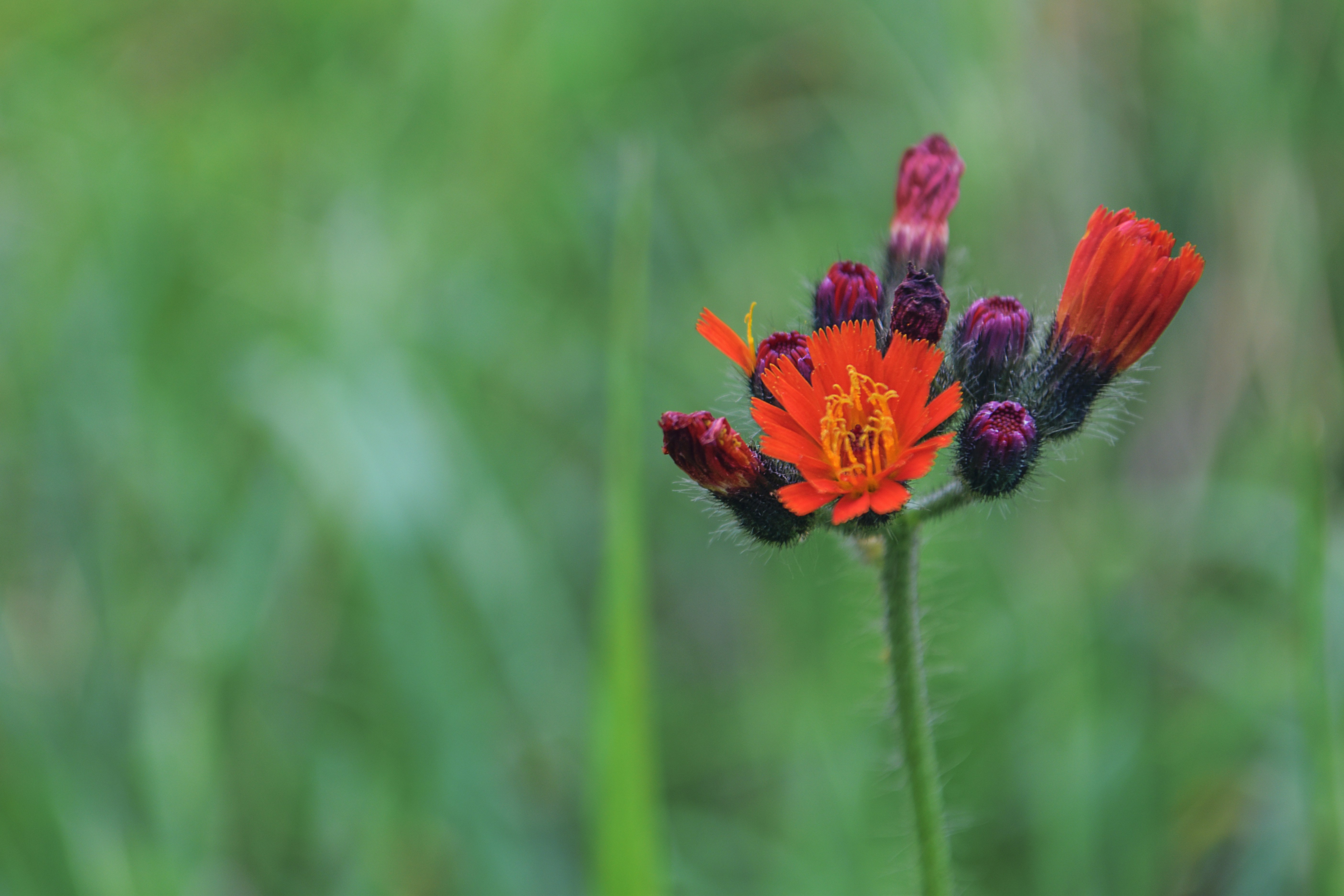 Crimson Bloom Reaches for the Sunlight