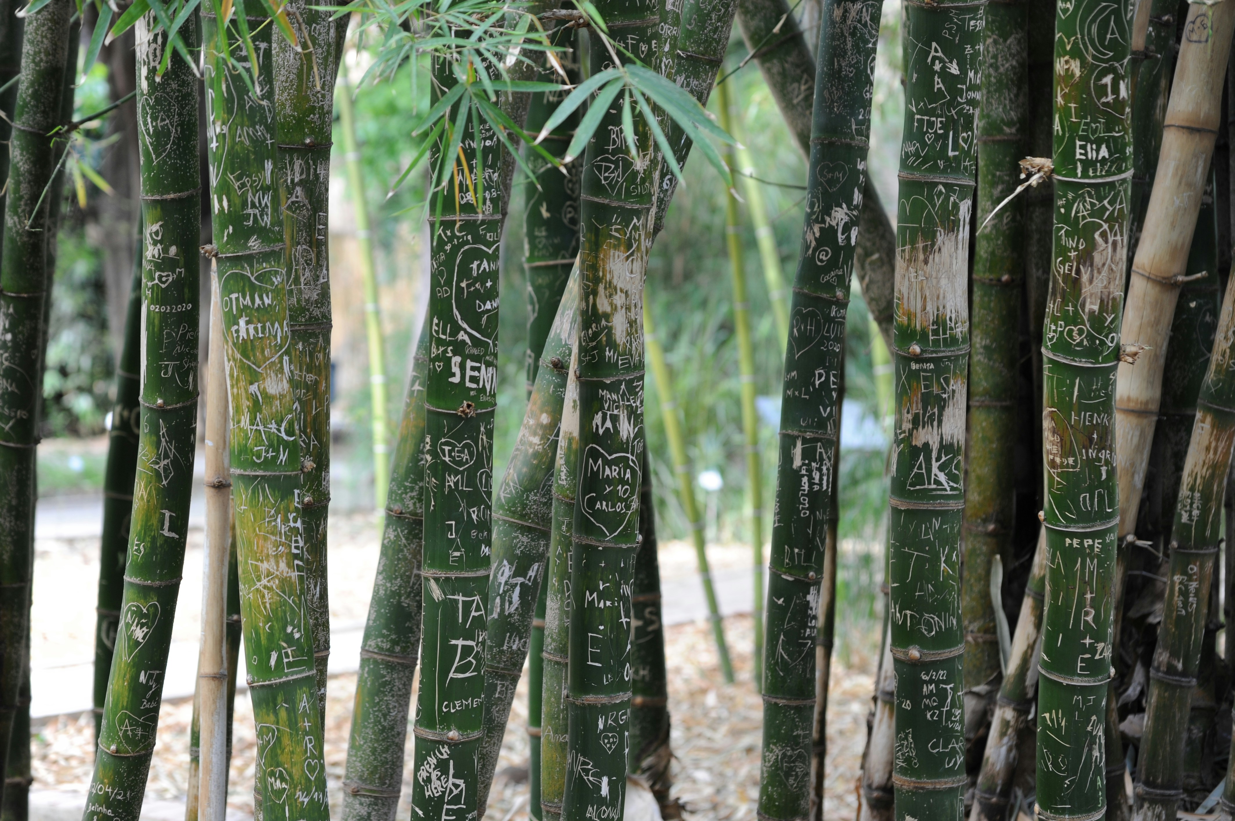 Carved Bamboo Cathedral: A Forest of Letters