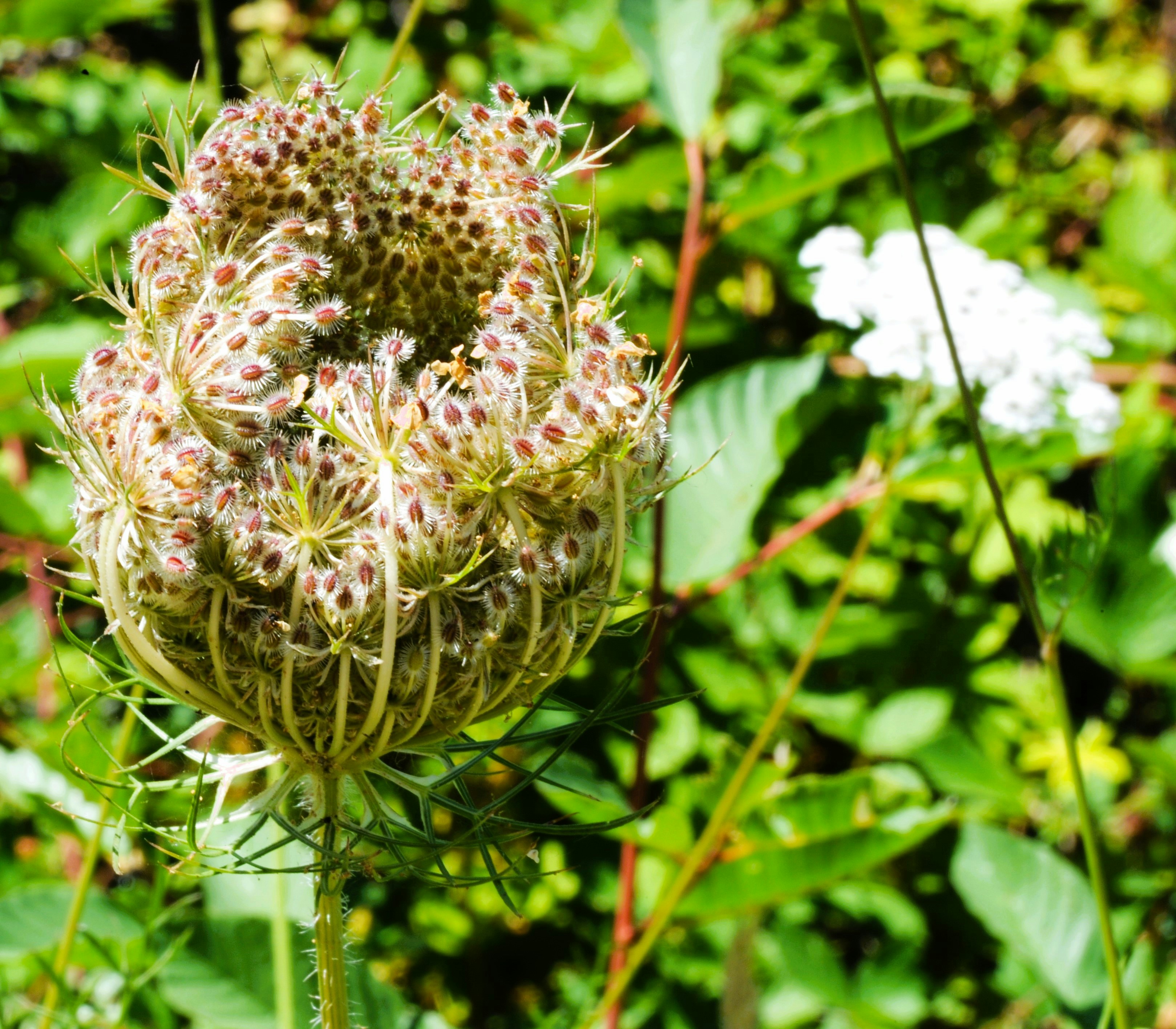 Wildflower Seed Head in Sunlit Garden with Green Foliage