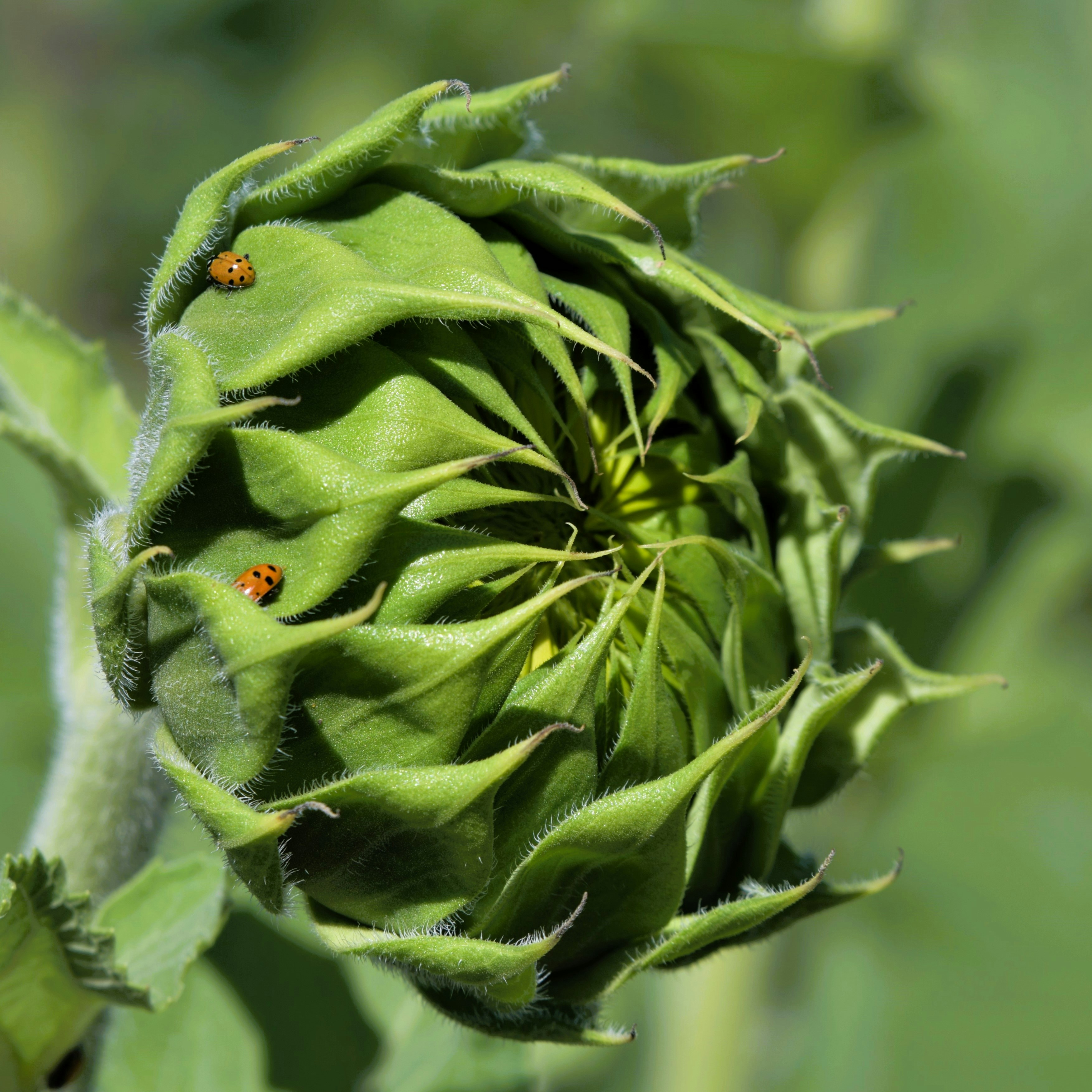 Tightly Furled Bloom with Time-Lawn Beetles