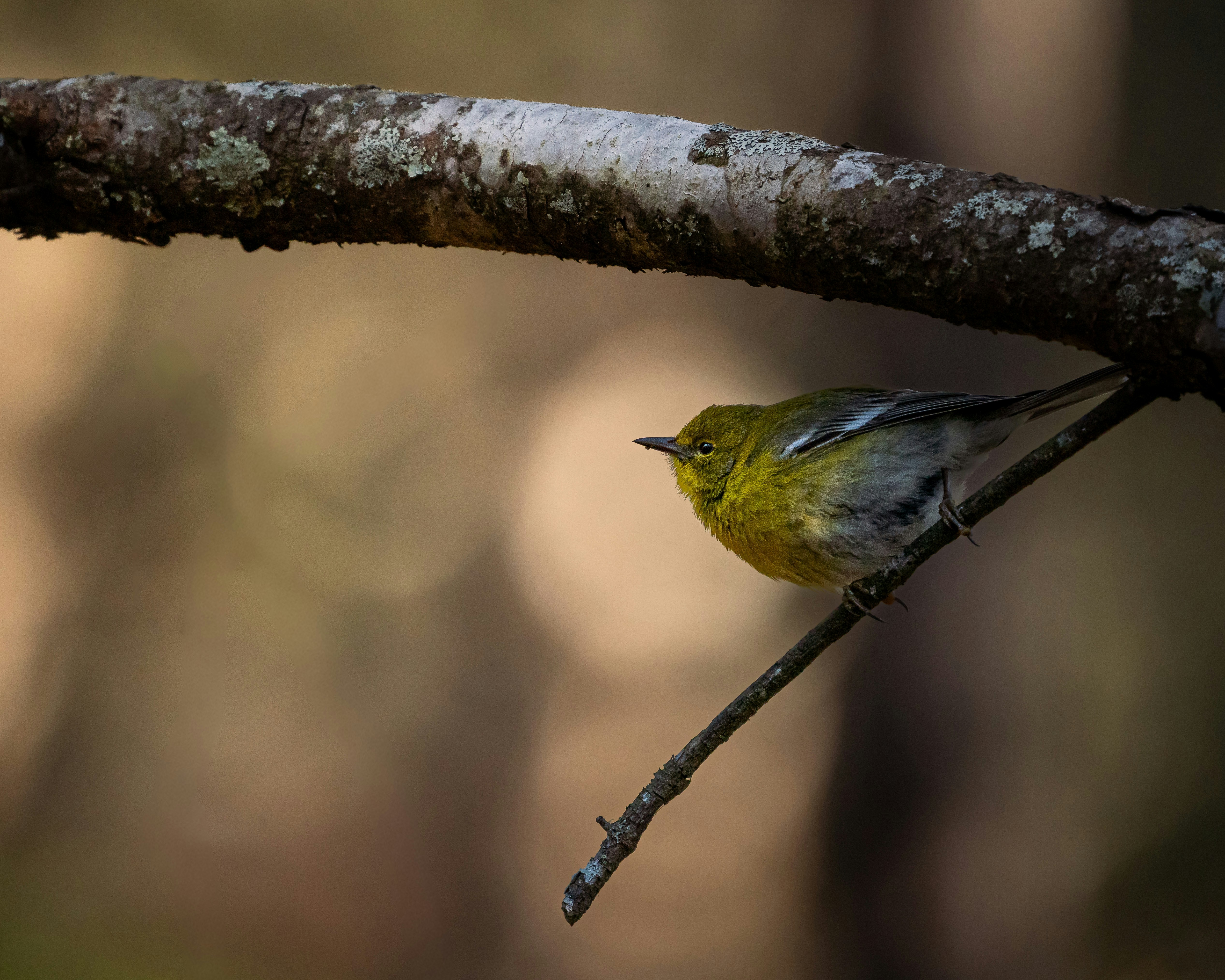 Olive Warbler Quietly Perched Under a Curved Branch