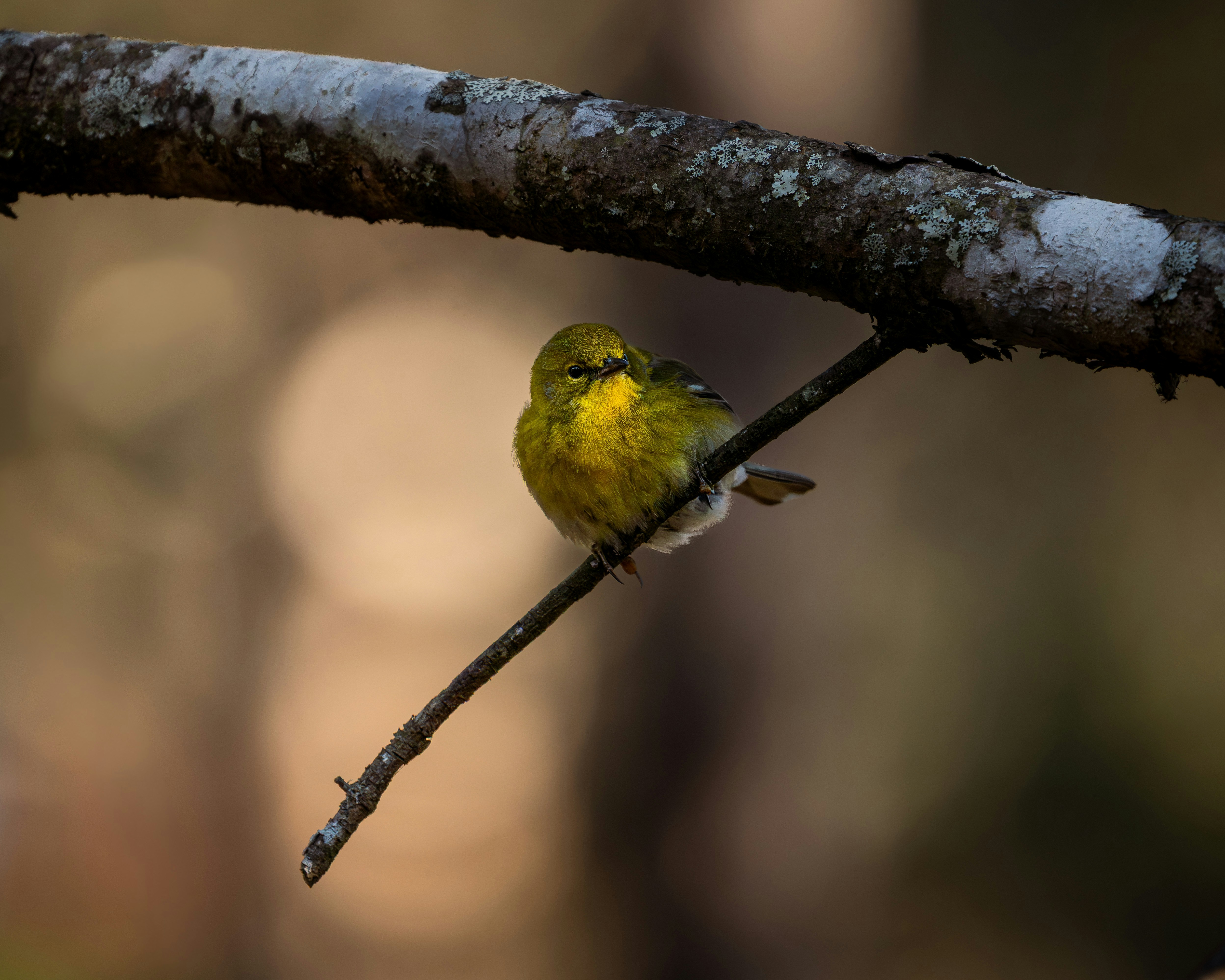 Sunlit Sooty Warbler on a Mossy Branch