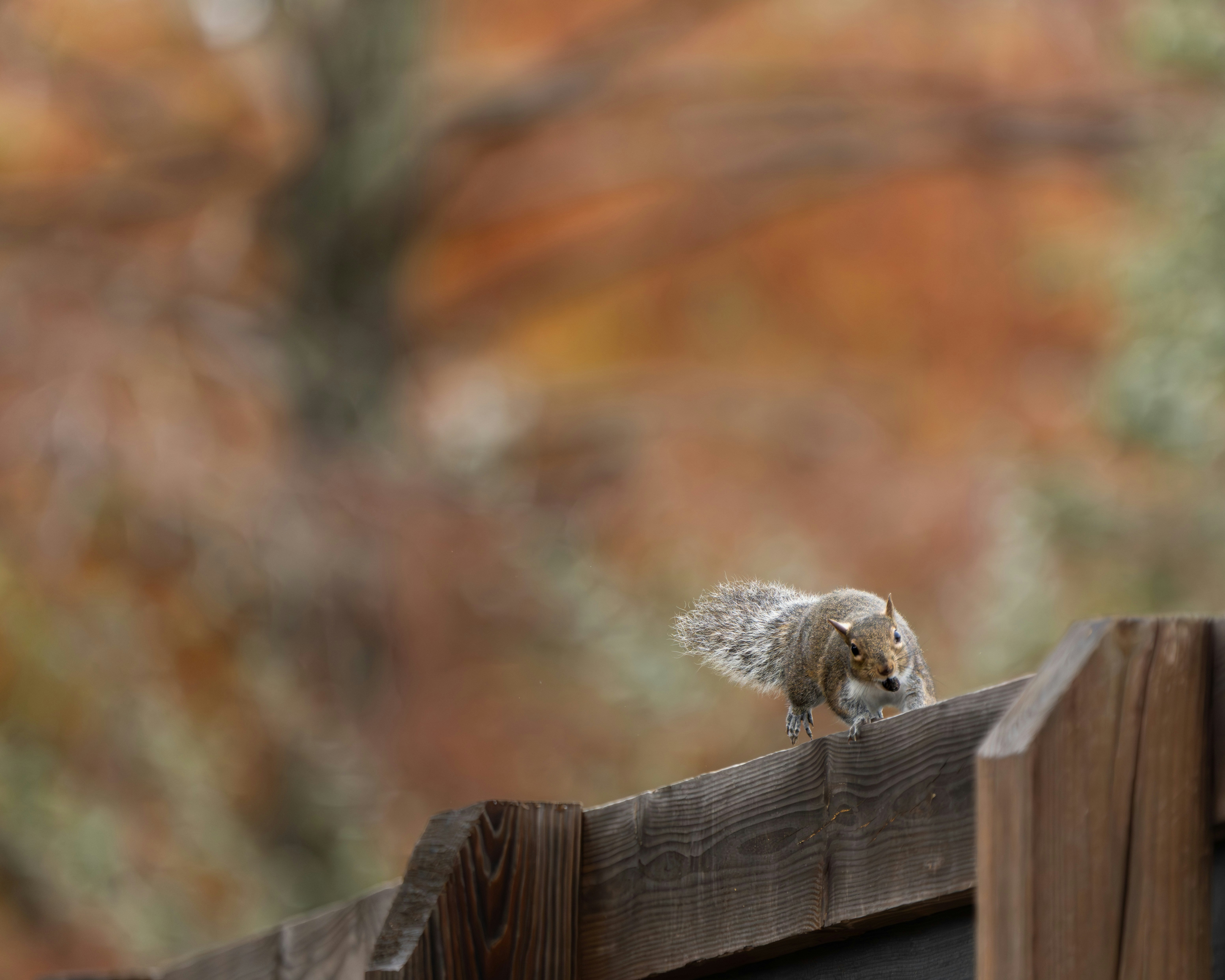 Squirrel Perched on a Weathered Fence at Autumn Edge