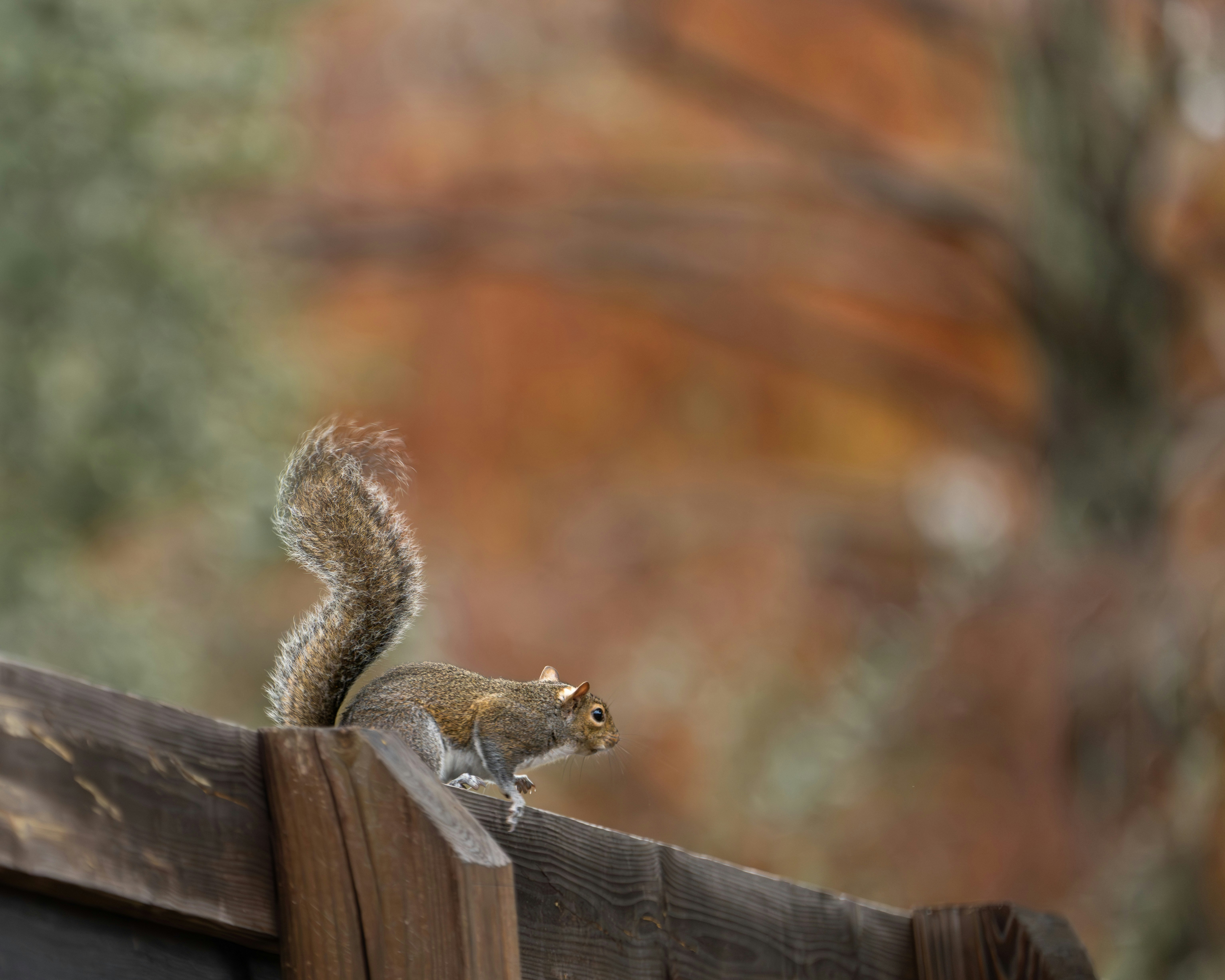 Squirrel Sentinel on a Wooden Shard